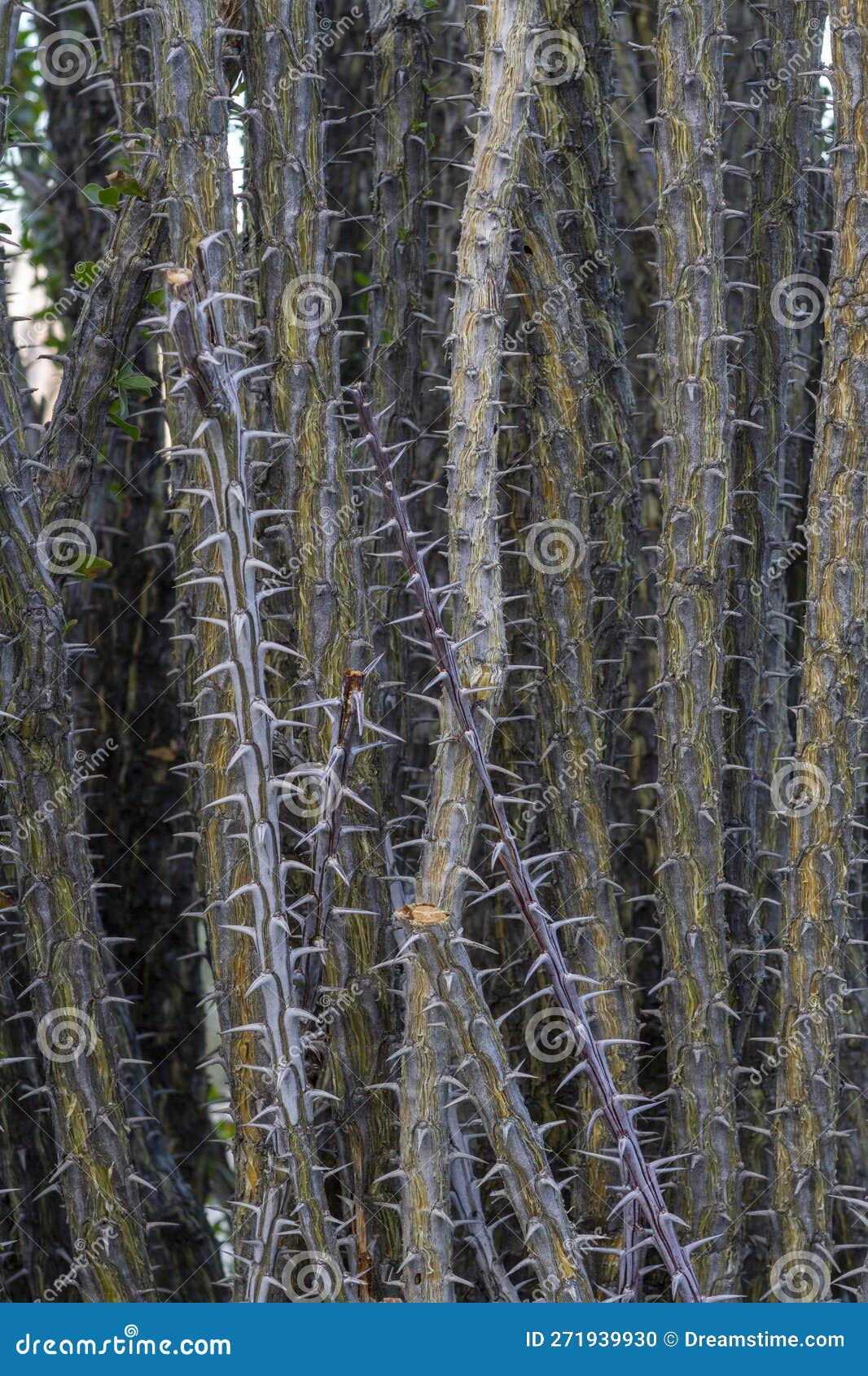 Ocotillo Fouquieria Splendens Ssp. Esplendores Foto de archivo - Imagen ... Ocotillo Fouquieria Splendens Ssp. Esplendores Foto de archivo - Imagen ...