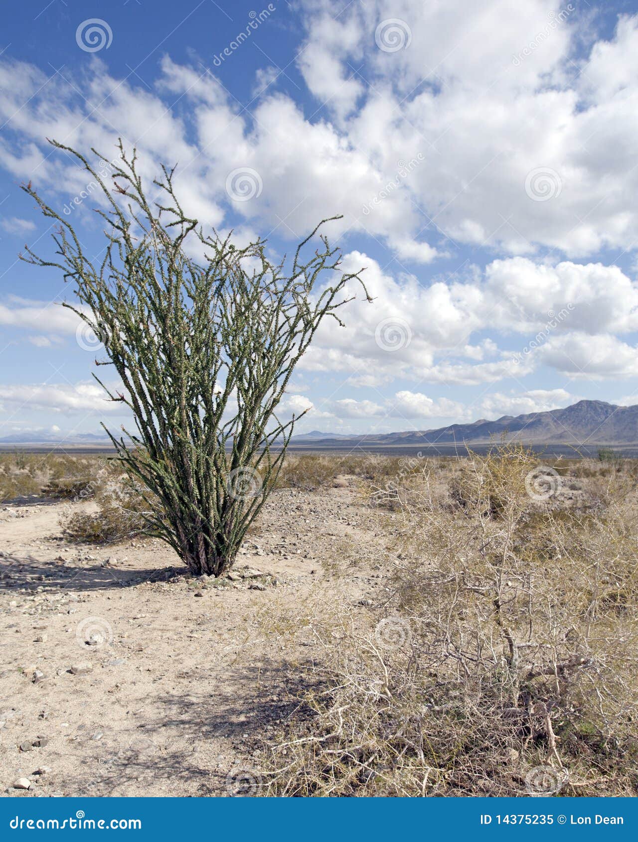 Ocotillo Tree stock image. Image of park, bernardino - 14375235