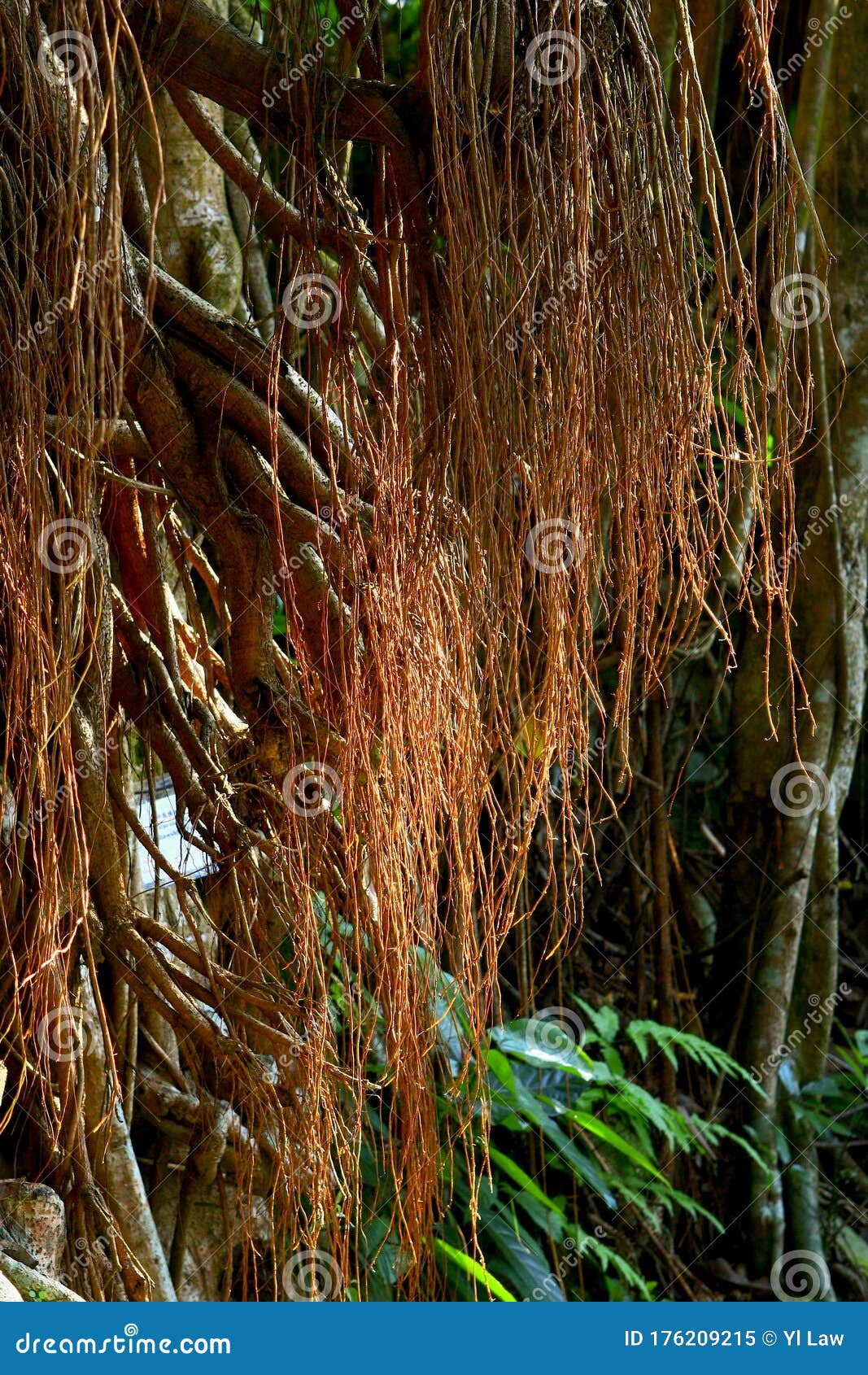 11 Oct 2008 a Big Ficus Formosana Tree. Big Ficus in a Park Stock Image ...