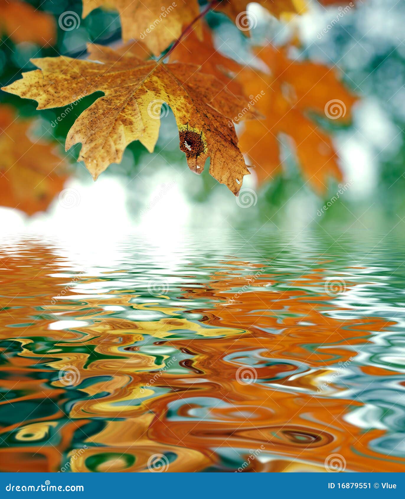 October Atumn Maple Leaf stock image. Image of golden - 16879551