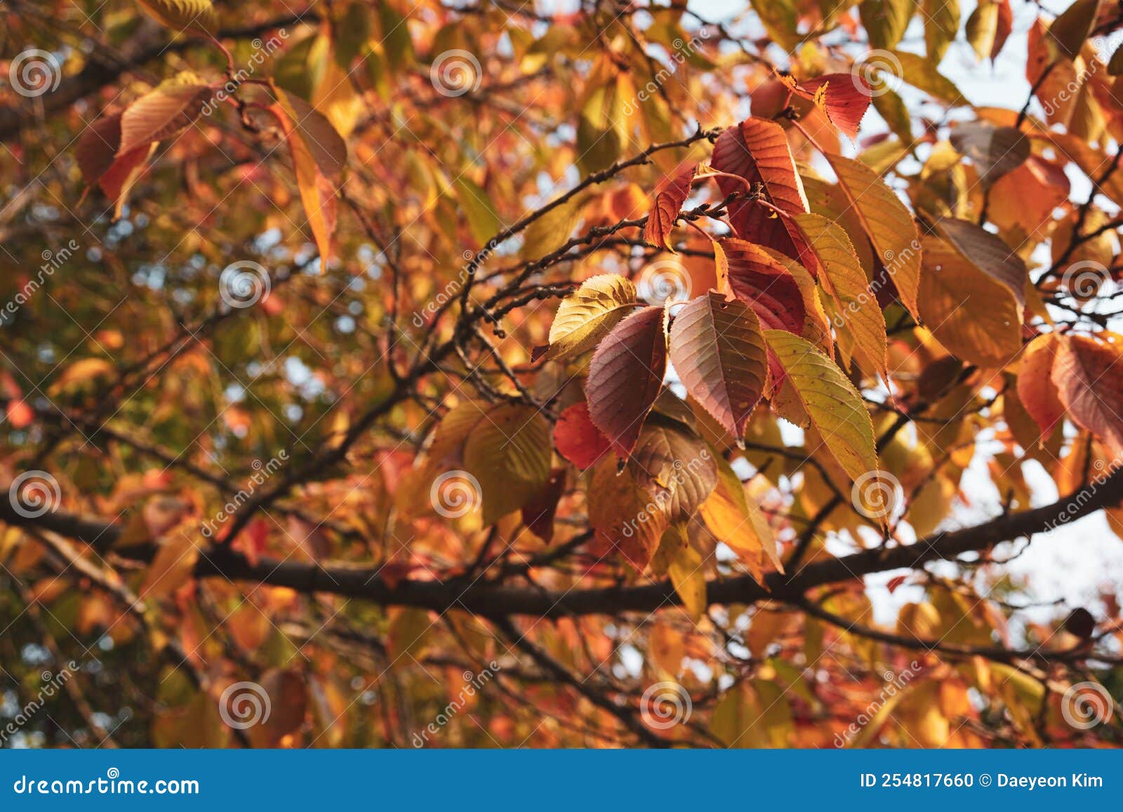 October Autumn Scenery Photos and Trees Stock Photo - Image of colours ...