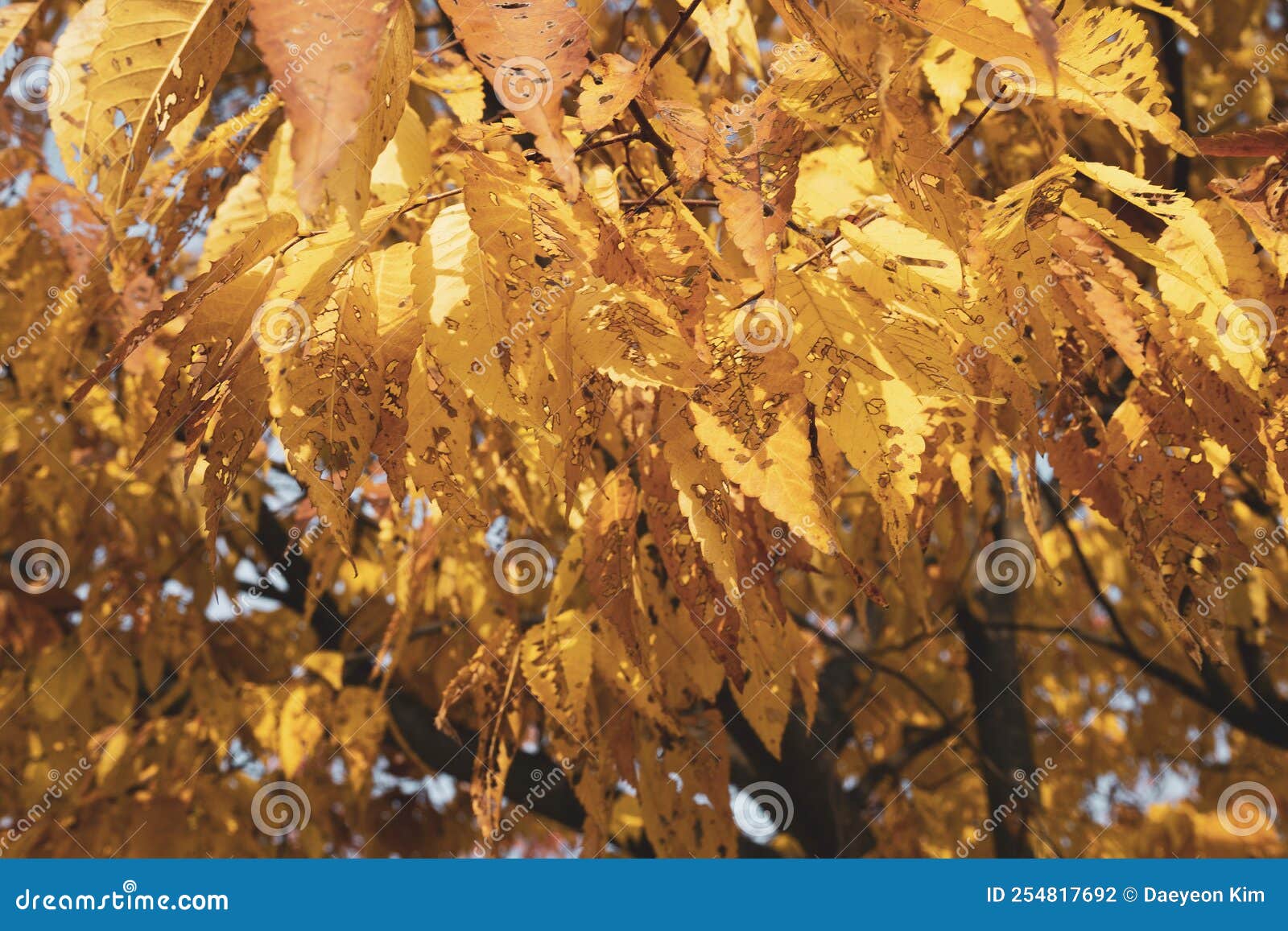 October Autumn Scenery Photos and Trees Stock Photo - Image of autumn ...
