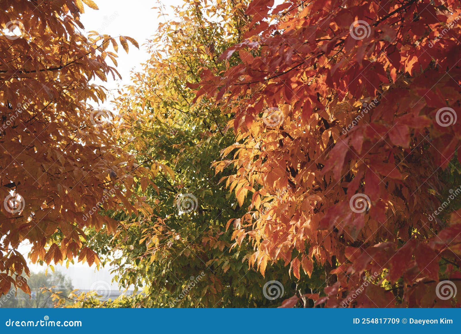 October Autumn Scenery Photos and Trees Stock Image - Image of autumn ...