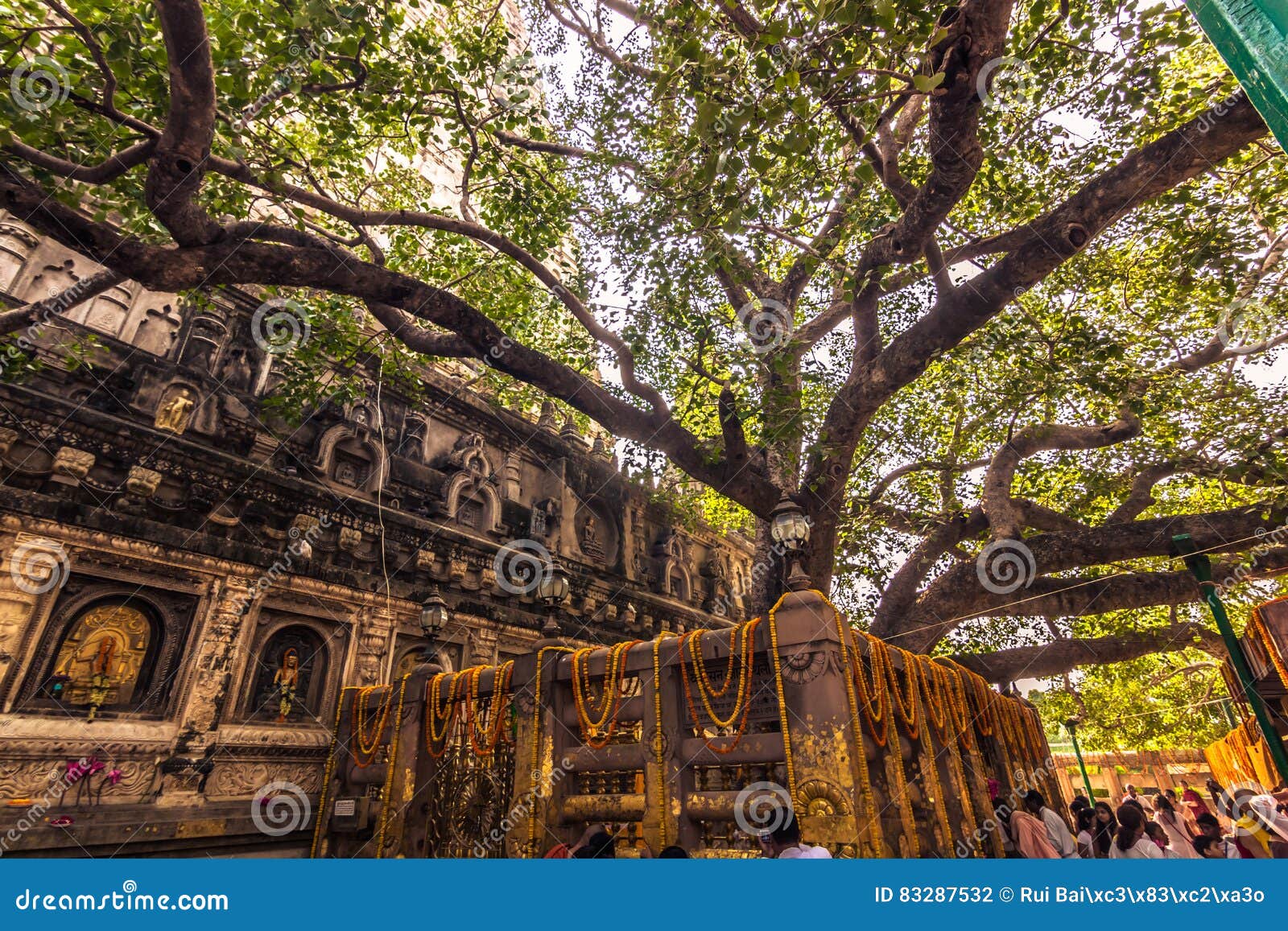 October 30, 2014: Bodhi Tree, Where the Buddha Reached Nirva Editorial ...