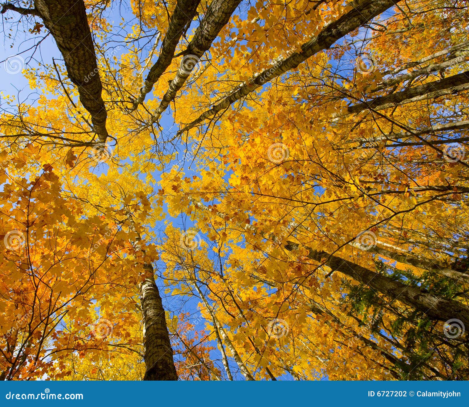 October Canopy stock photo. Image of canopy, yellow, fall - 6727202