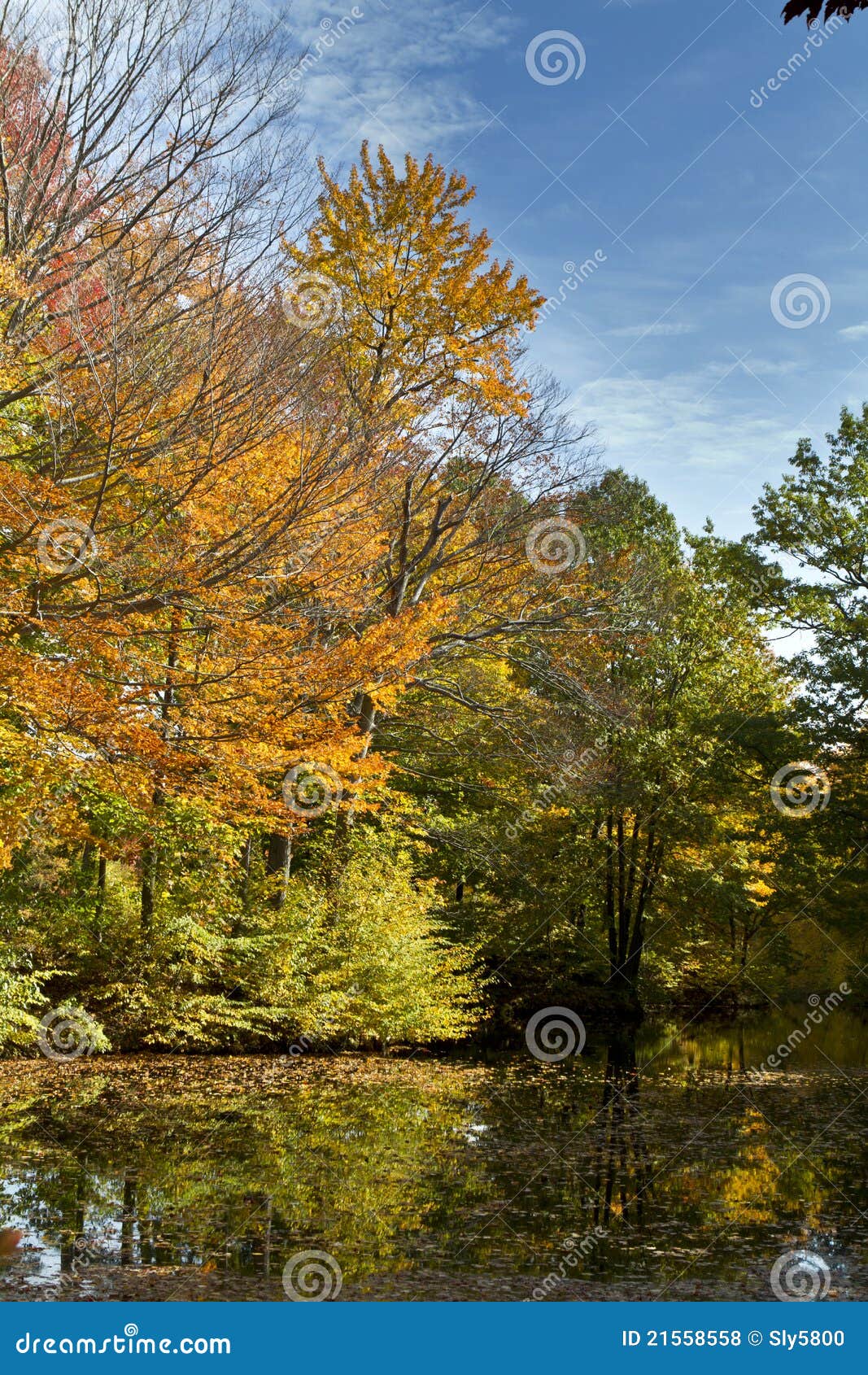 October colors stock photo. Image of trees, fall, nature - 21558558