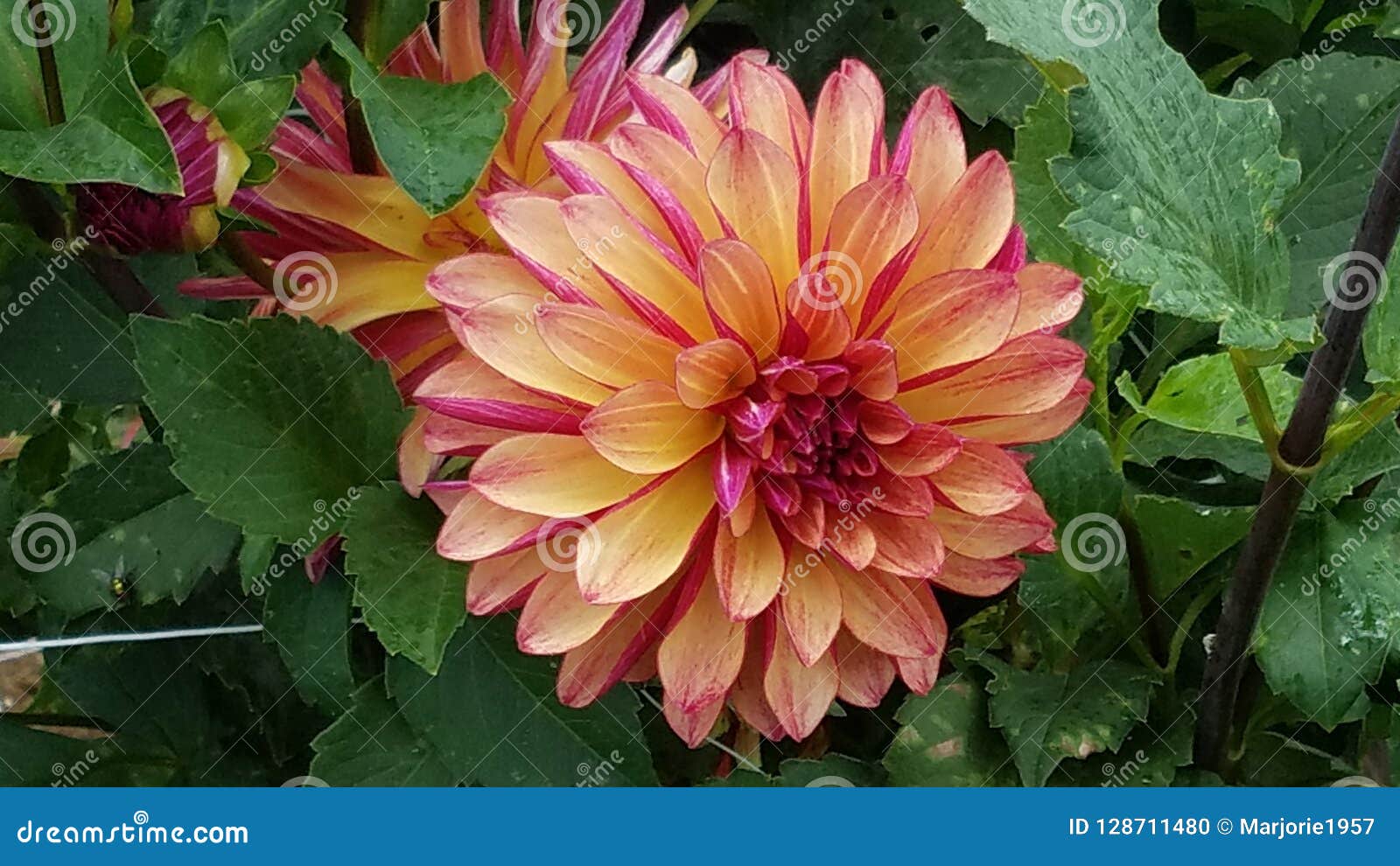 October flower stock photo. Image of flowers, october - 128711480
