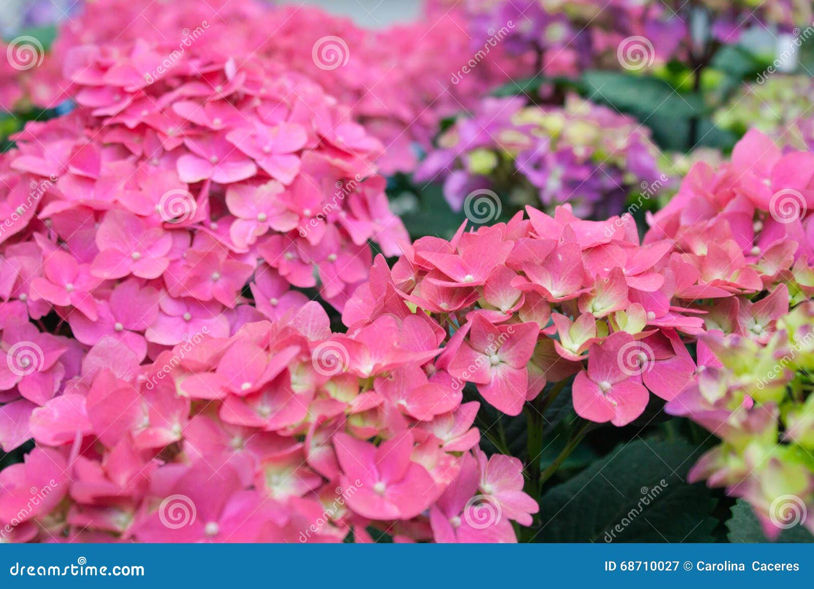 October Flowers 3 stock image. Image of beauty, pink - 68710027