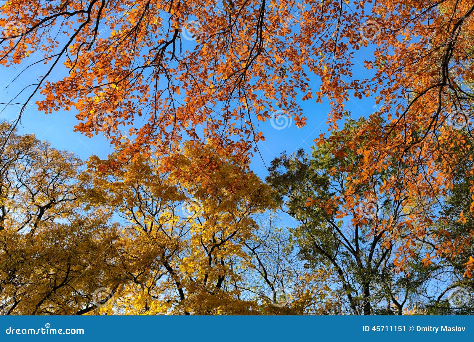 October foliage stock image. Image of plants, fall, bright - 45711151