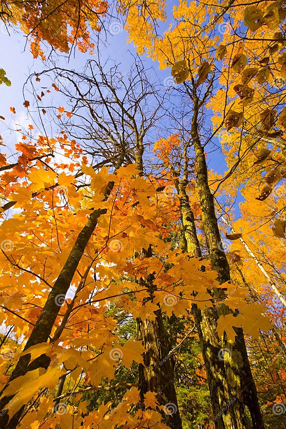 October Gold Reaching To the Sky Stock Image - Image of wild, october ...