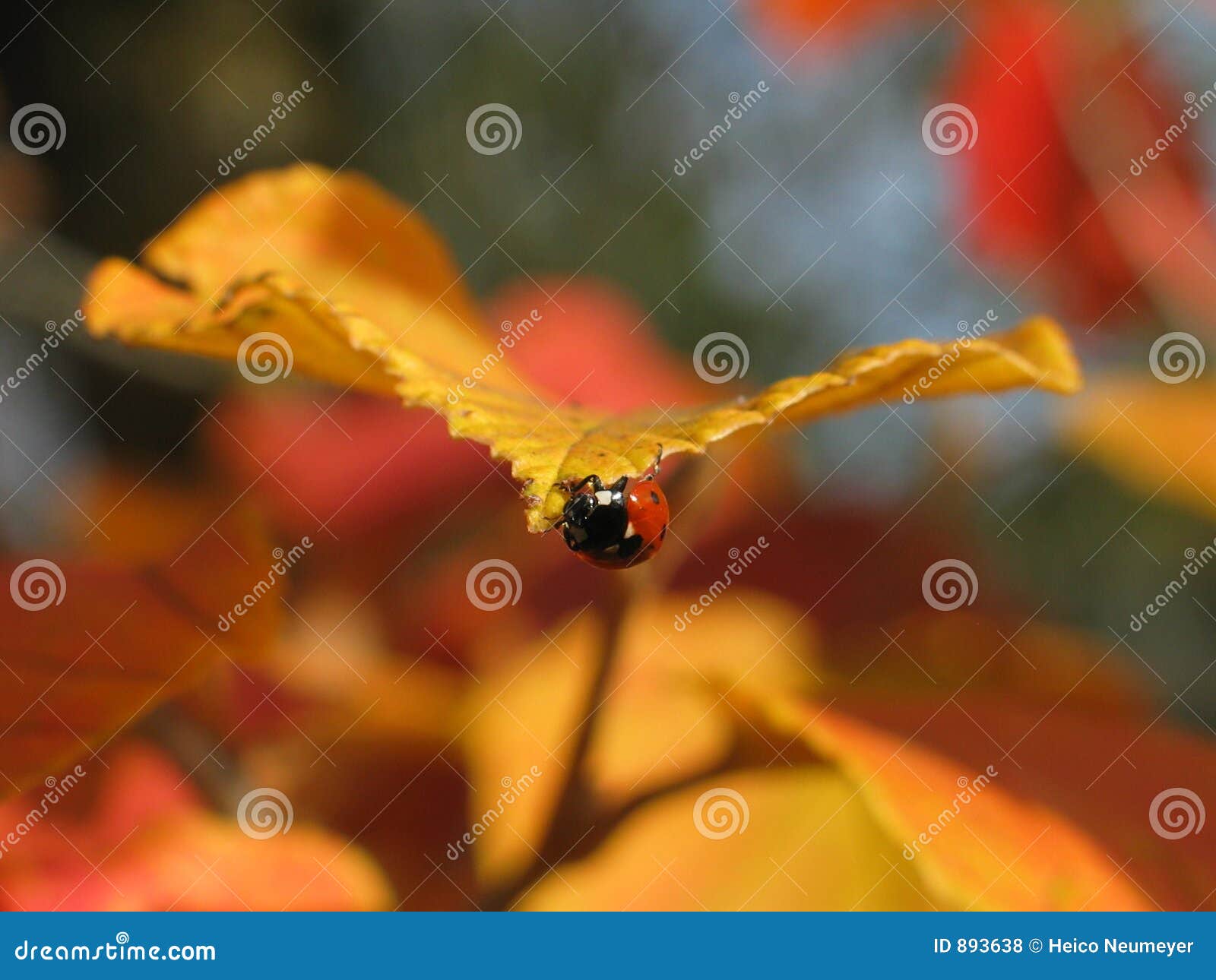 October and a lady bug stock photo. Image of hazel, mishap - 893638