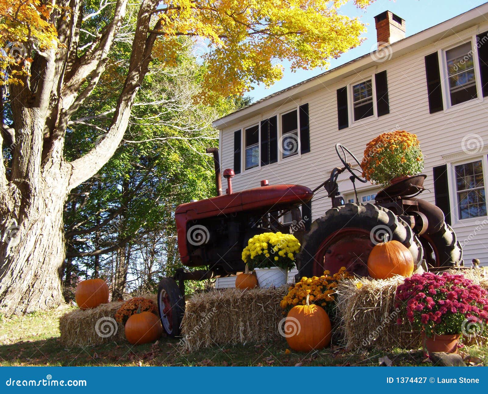 October Lawn stock image. Image of mums, chrysanthemums - 1374427