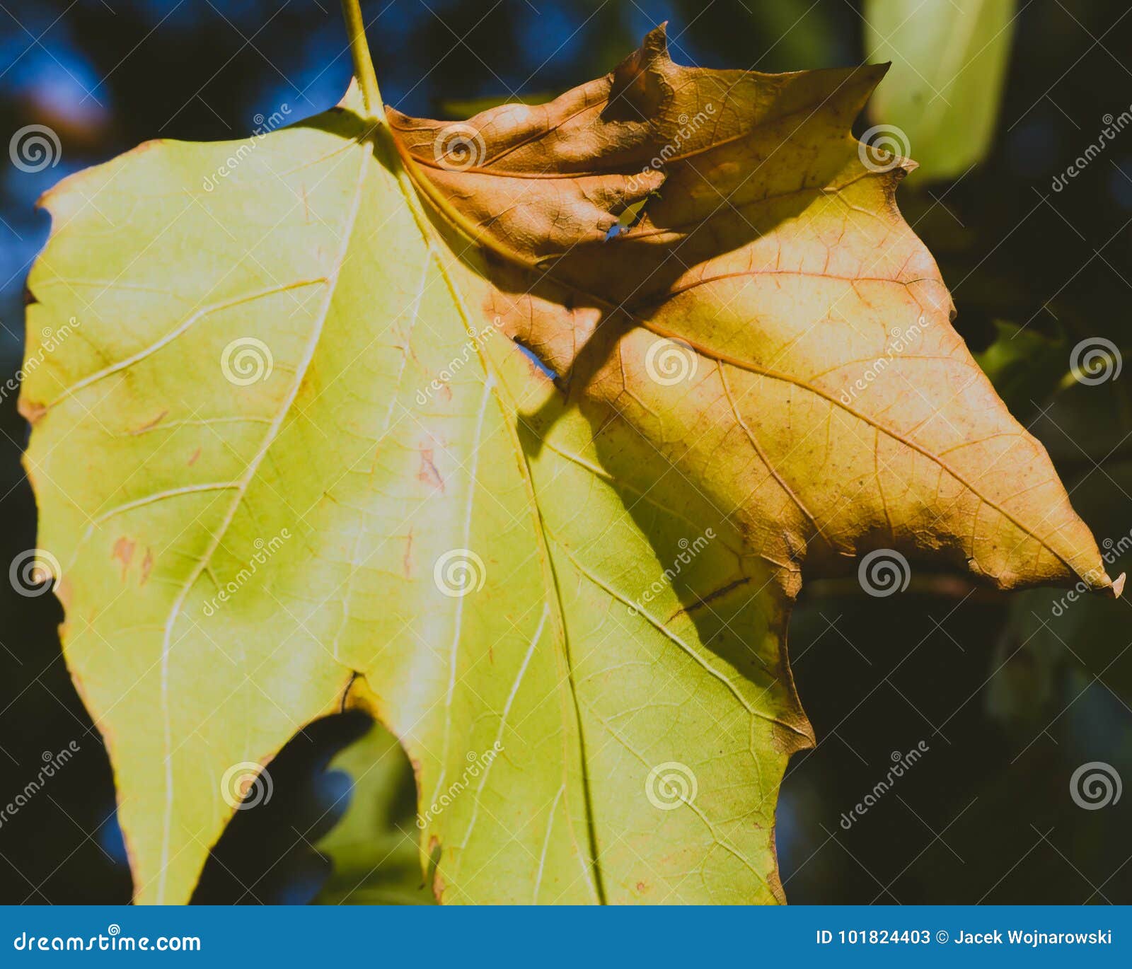 October Leaf a stock image. Image of autumn, field, selective - 101824403