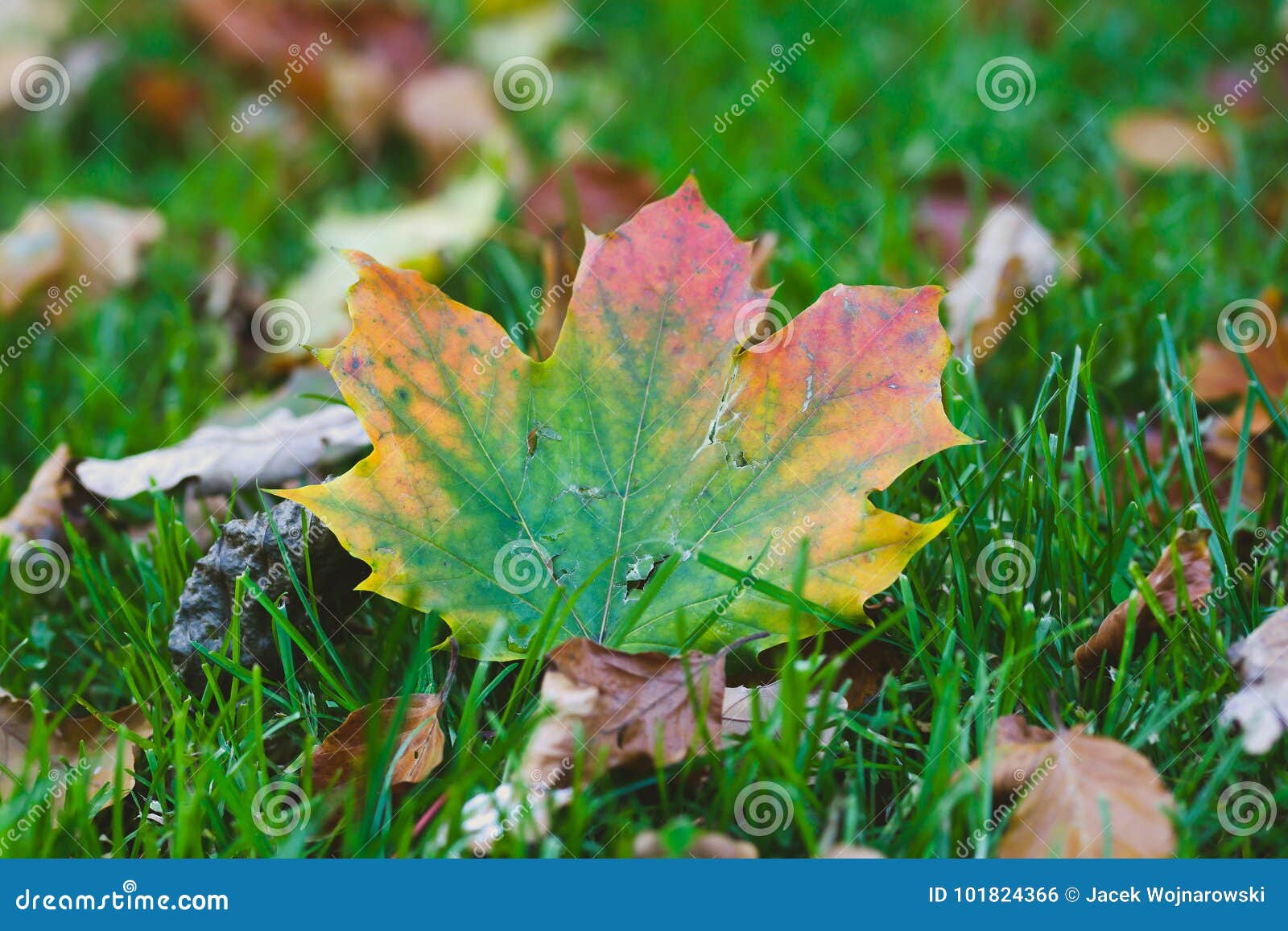October Leaf C stock photo. Image of field, outdoor - 101824366