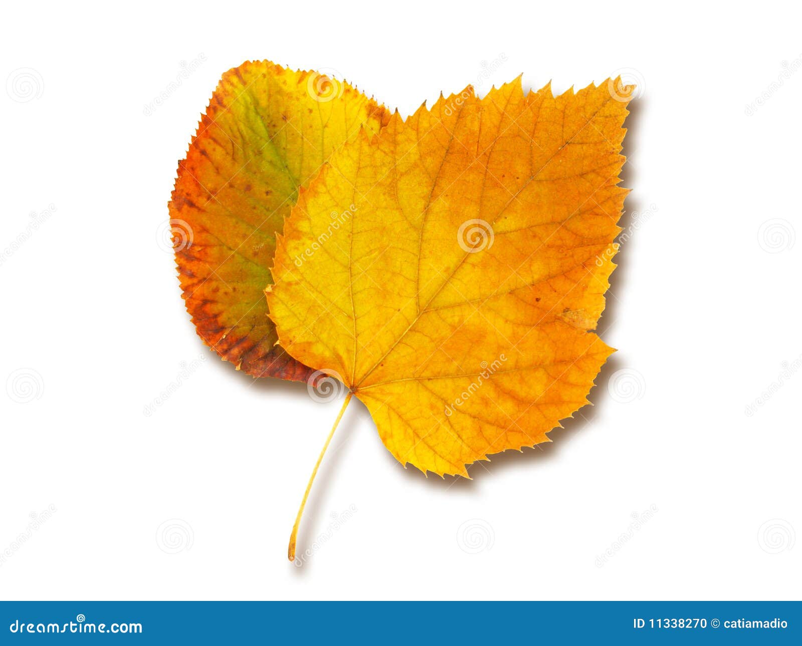 October leaves background stock photo. Image of autumn - 11338270