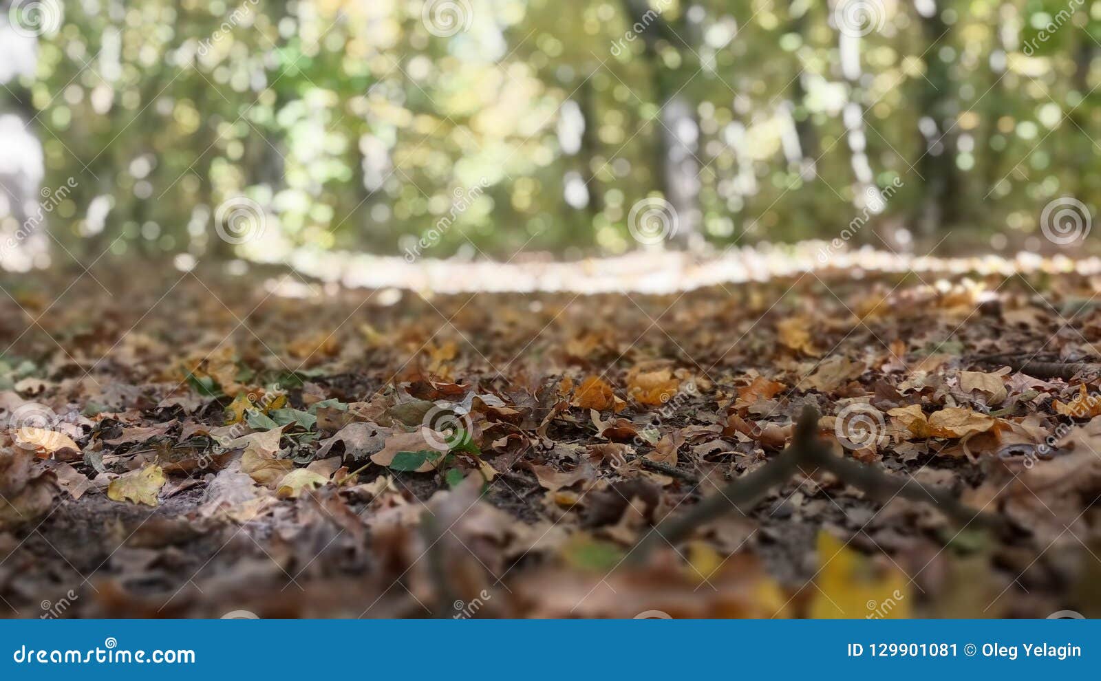 October stock image. Image of yellow, autumn, october - 129901081