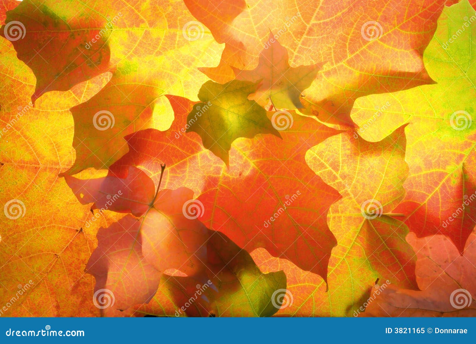October Maple Leaf Abstract Stock Image - Image of graphic, leaf: 3821165