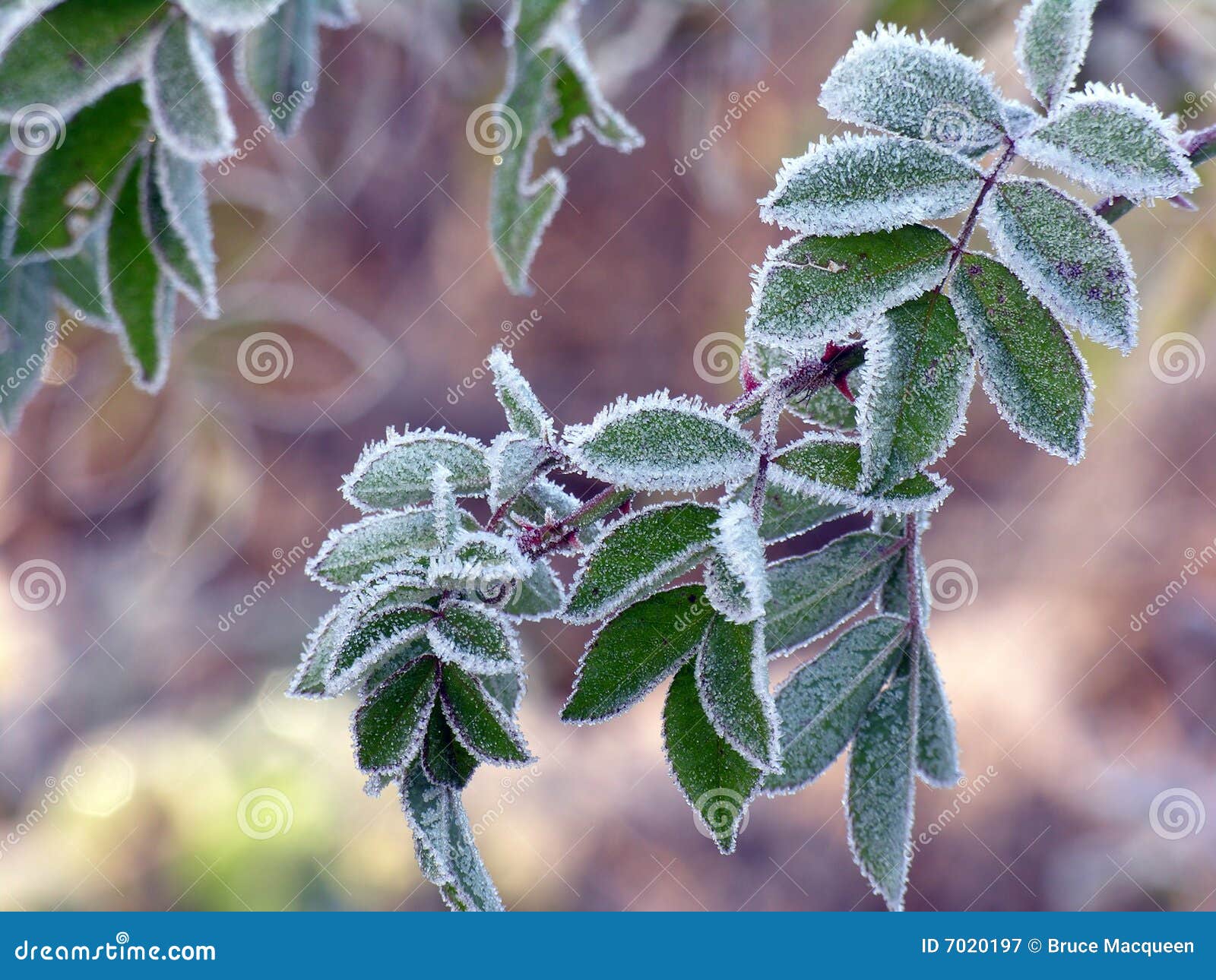 October Morning Frost stock image. Image of mist, autumn - 7020197