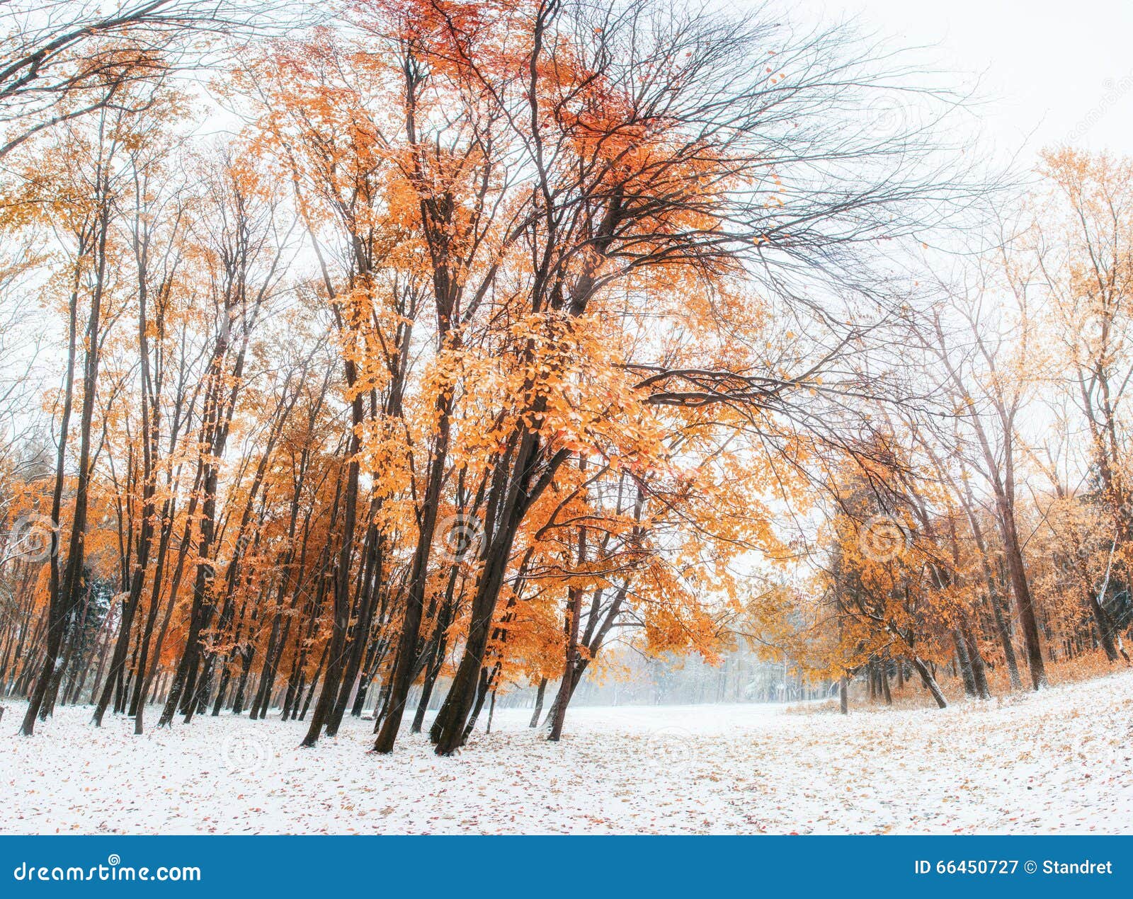 October Mountain Beech Forest with First Winter Snow Stock Image ...