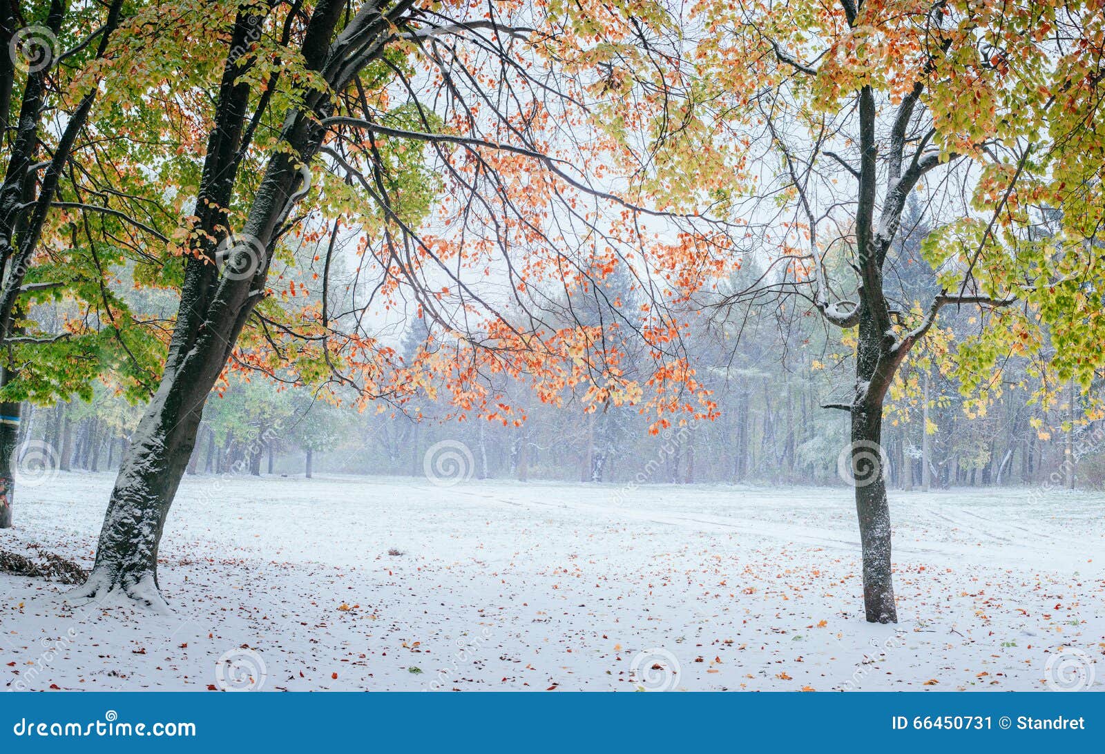October Mountain Beech Forest with First Winter Snow. Stock Image ...