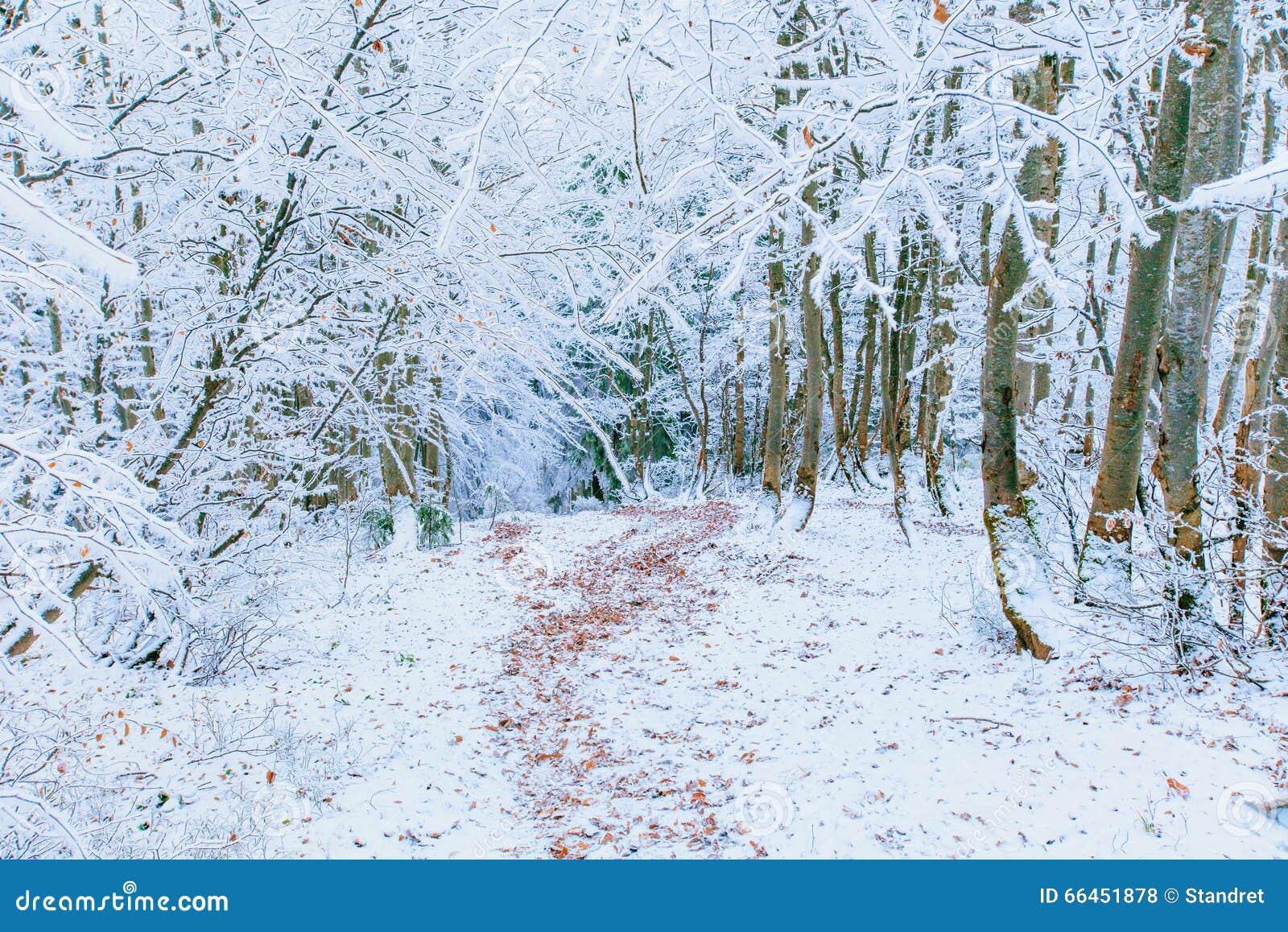 October Mountain Beech Forest with First Winter Snow Stock Photo ...