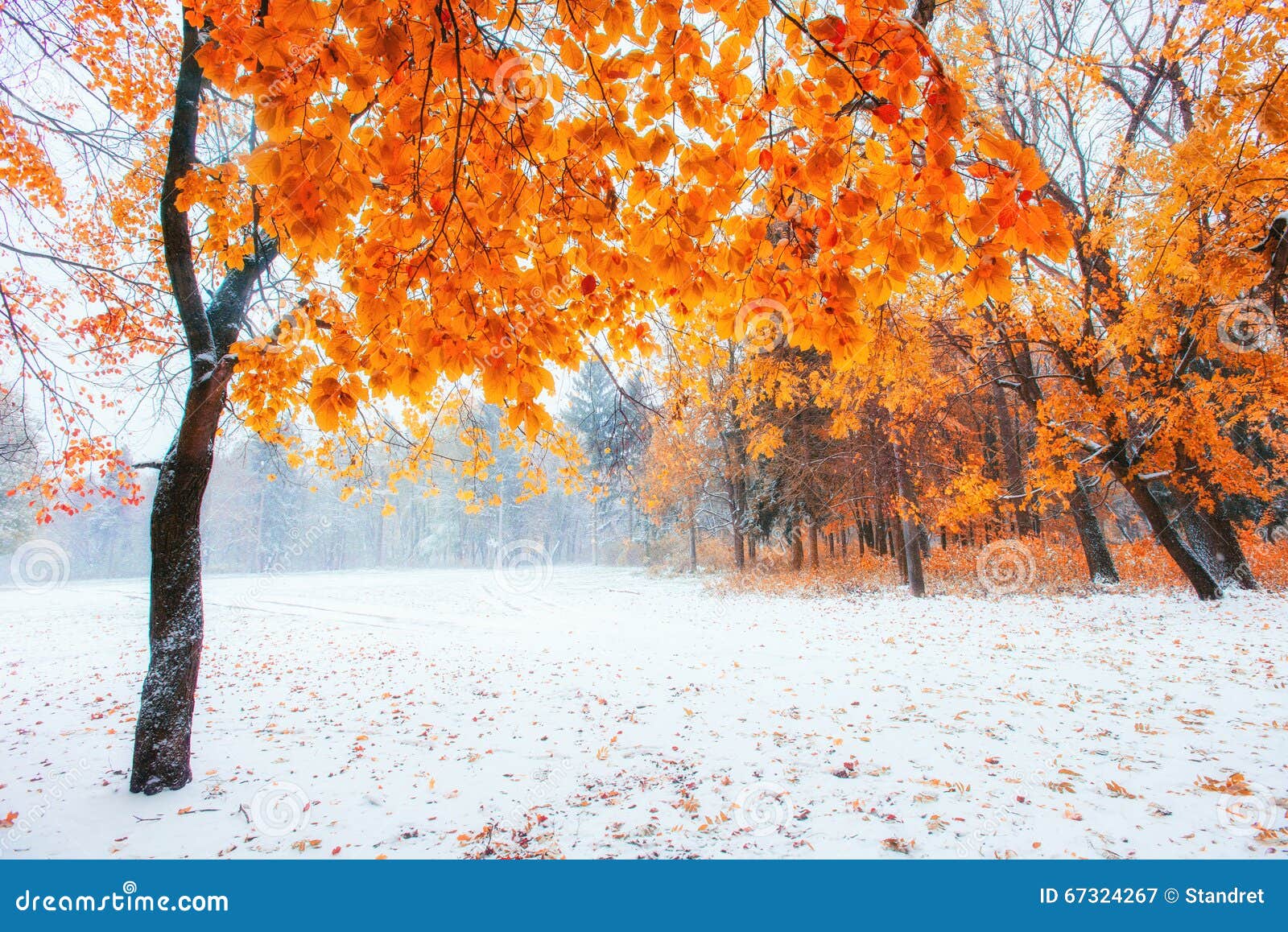October Mountain Beech Forest with First Winter Snow Stock Image ...