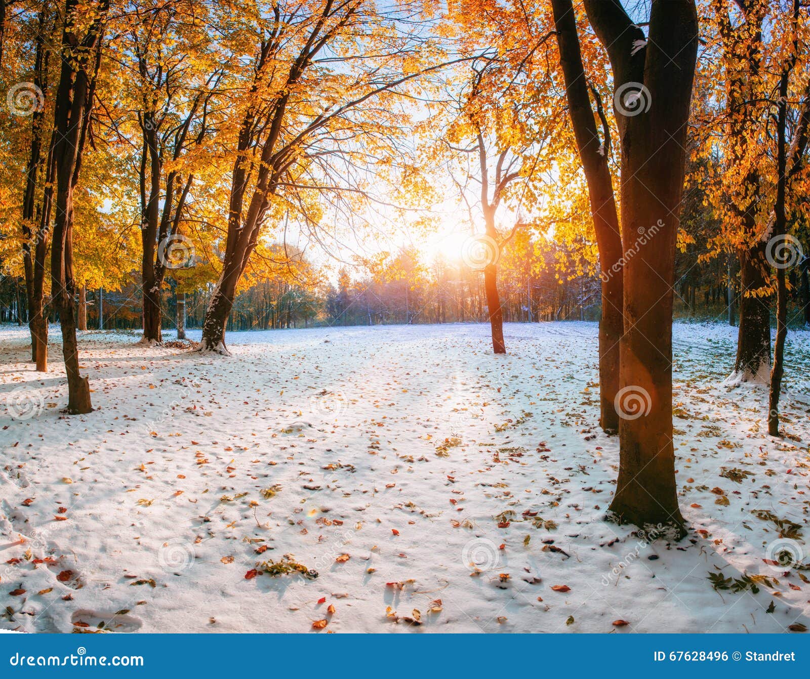 October Mountain Beech Forest with First Winter Snow Stock Photo ...