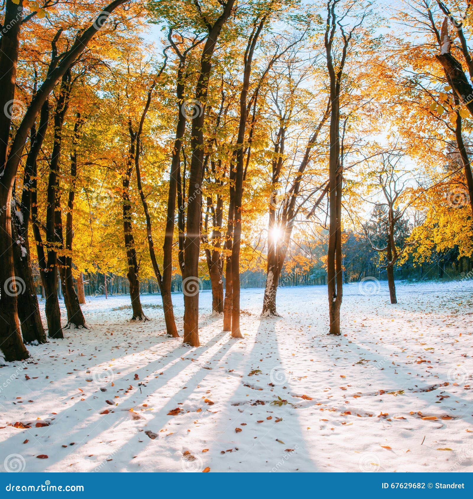 October Mountain Beech Forest with First Winter Snow Stock Photo ...
