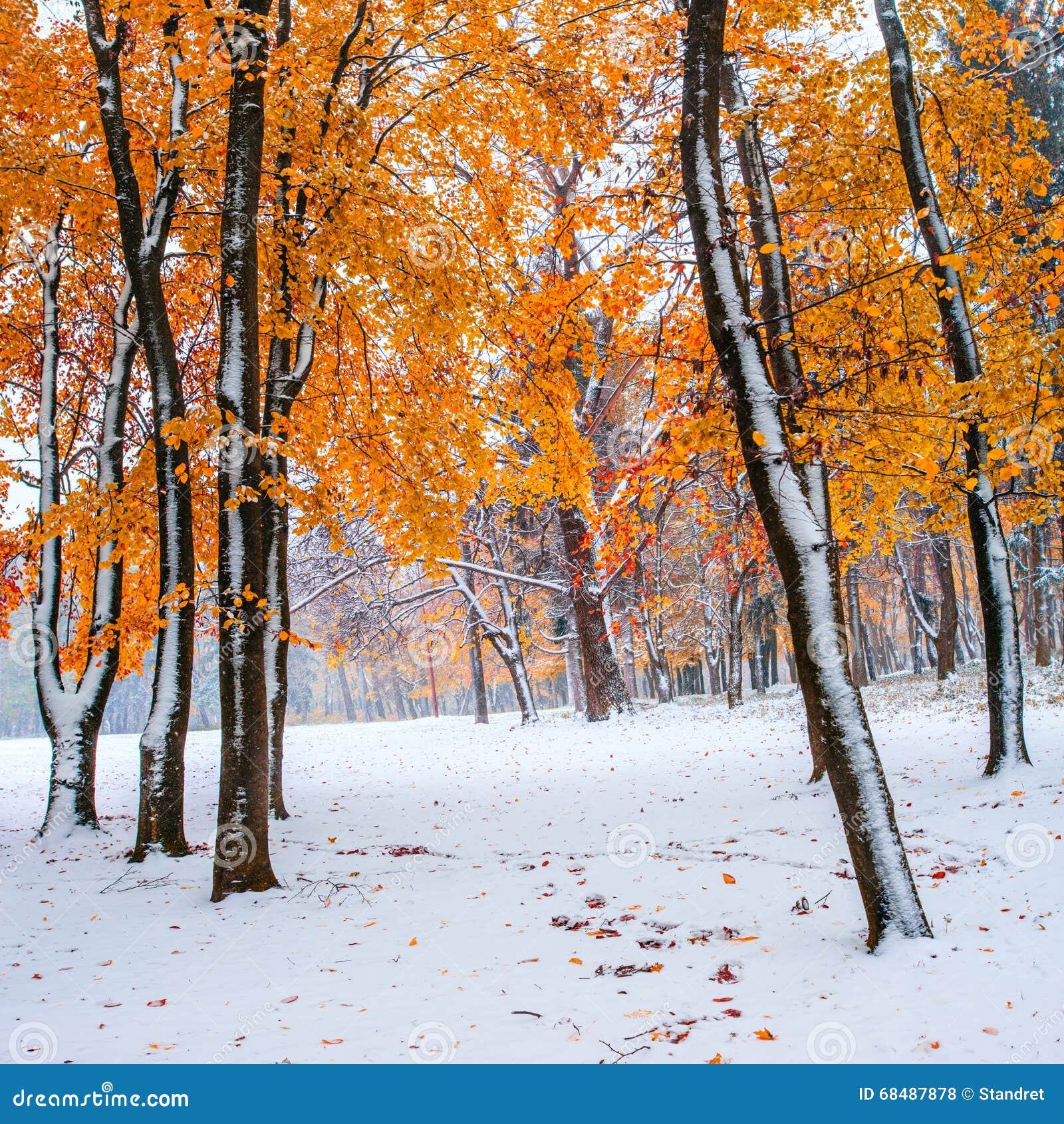 October Mountain Beech Forest with First Winter Snow Stock Photo ...