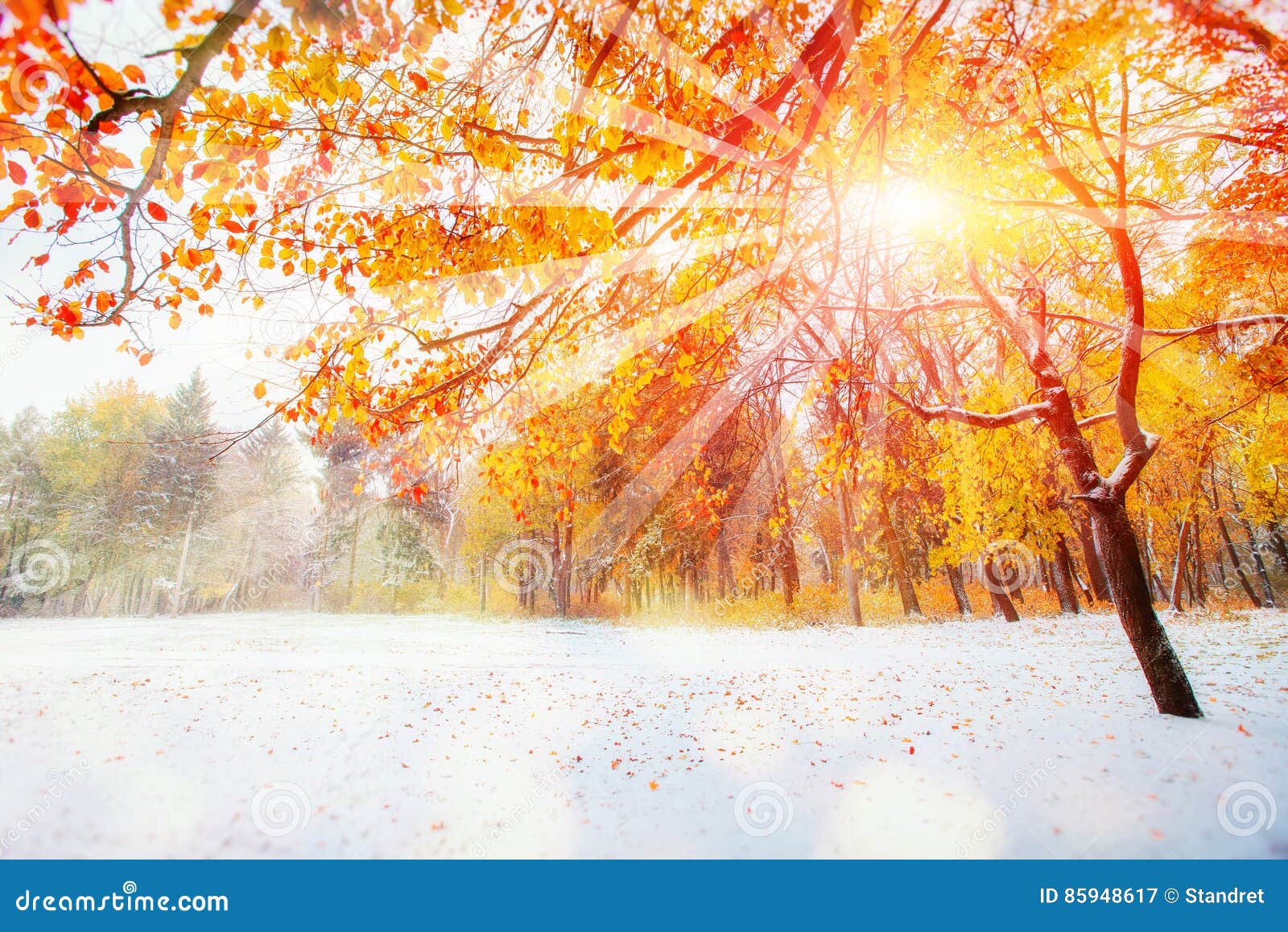 October Mountain Beech Forest with First Winter Snow, Stock Image ...
