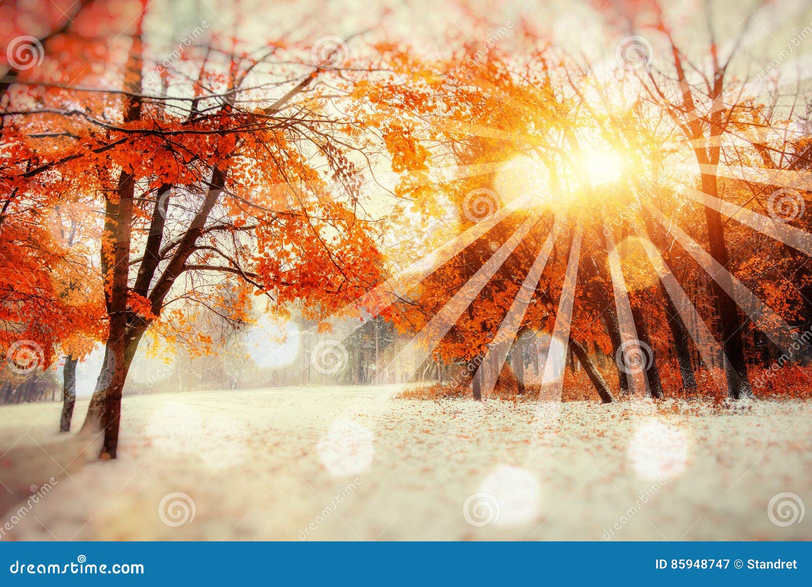 October Mountain Beech Forest with First Winter Snow, Stock Image ...