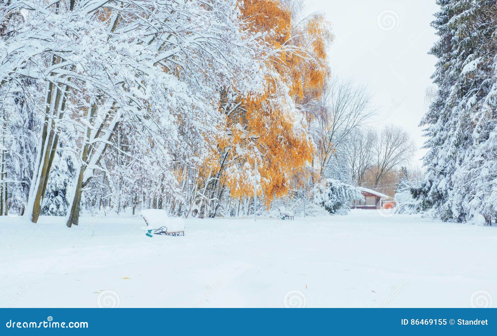 October Mountain Beech Forest with First Winter Snow Stock Image ...