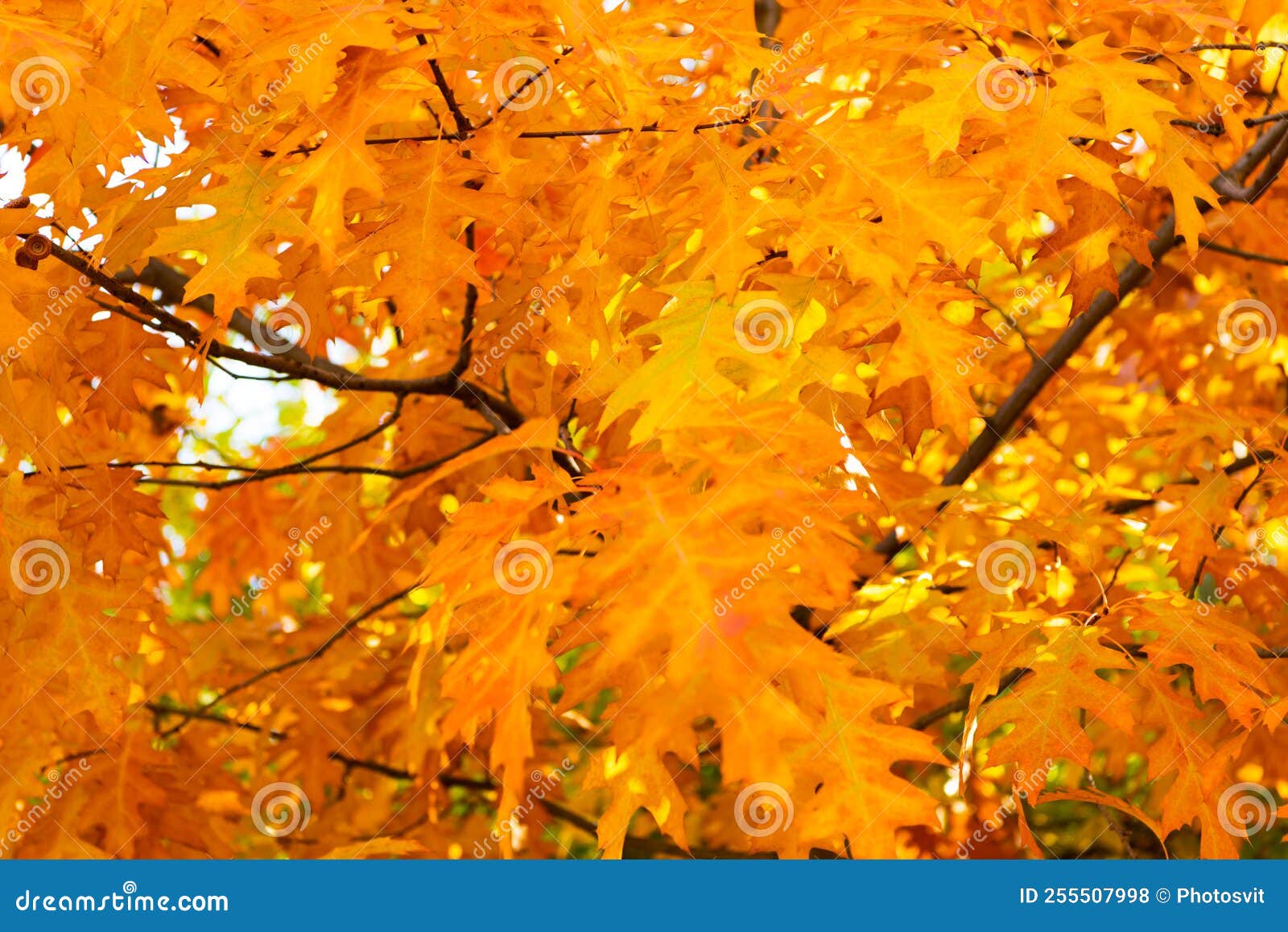 October Oak Fall Leaves on Branch. Oak Fall Leaves Stock Photo - Image ...