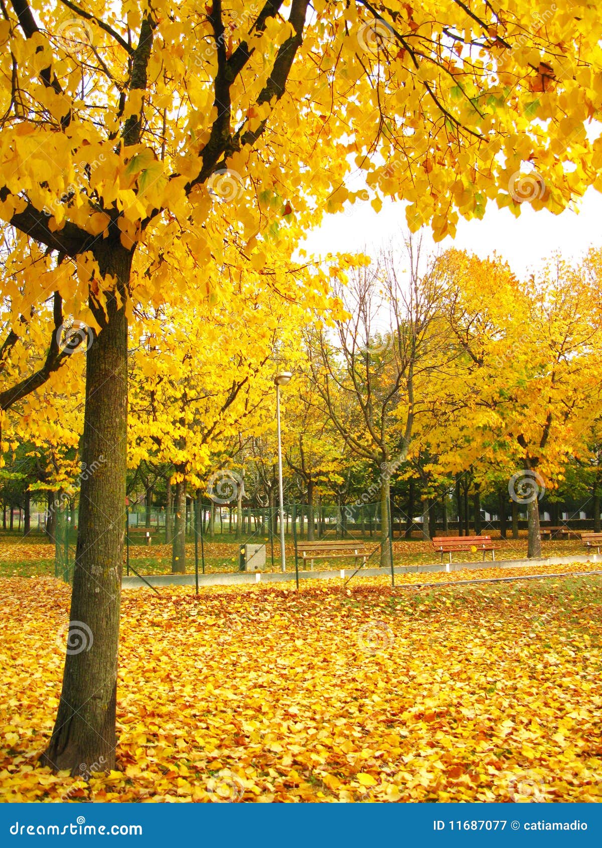 October park stock image. Image of detail, season, tree - 11687077