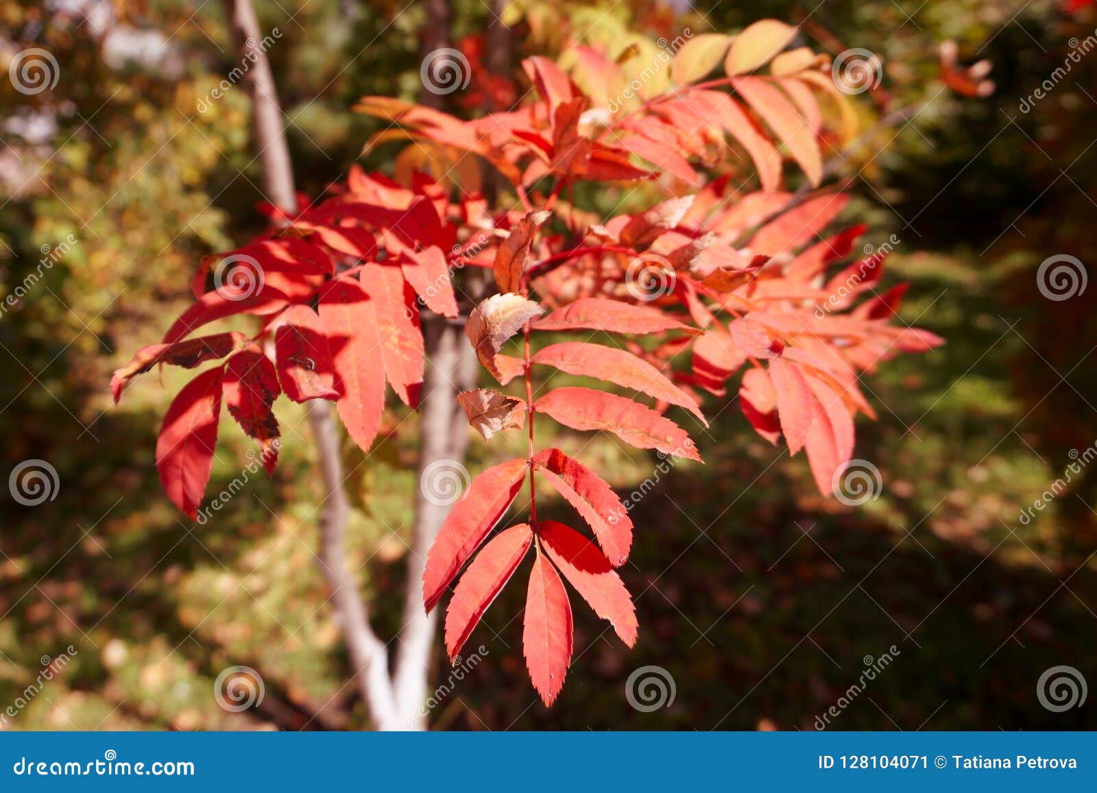 October Red Autumn Rowan Leaves Stock Image - Image of rowan, texture ...
