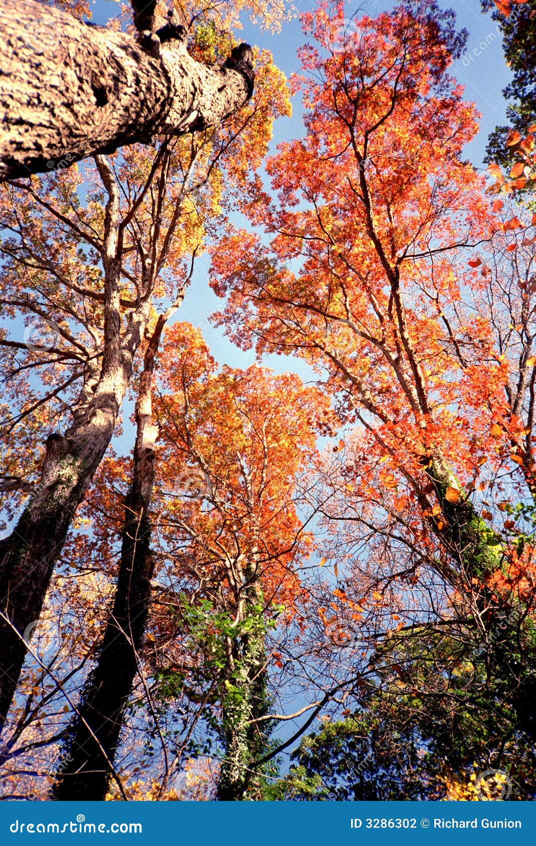 October Red Trees stock photo. Image of fall, autumn, nature - 3286302