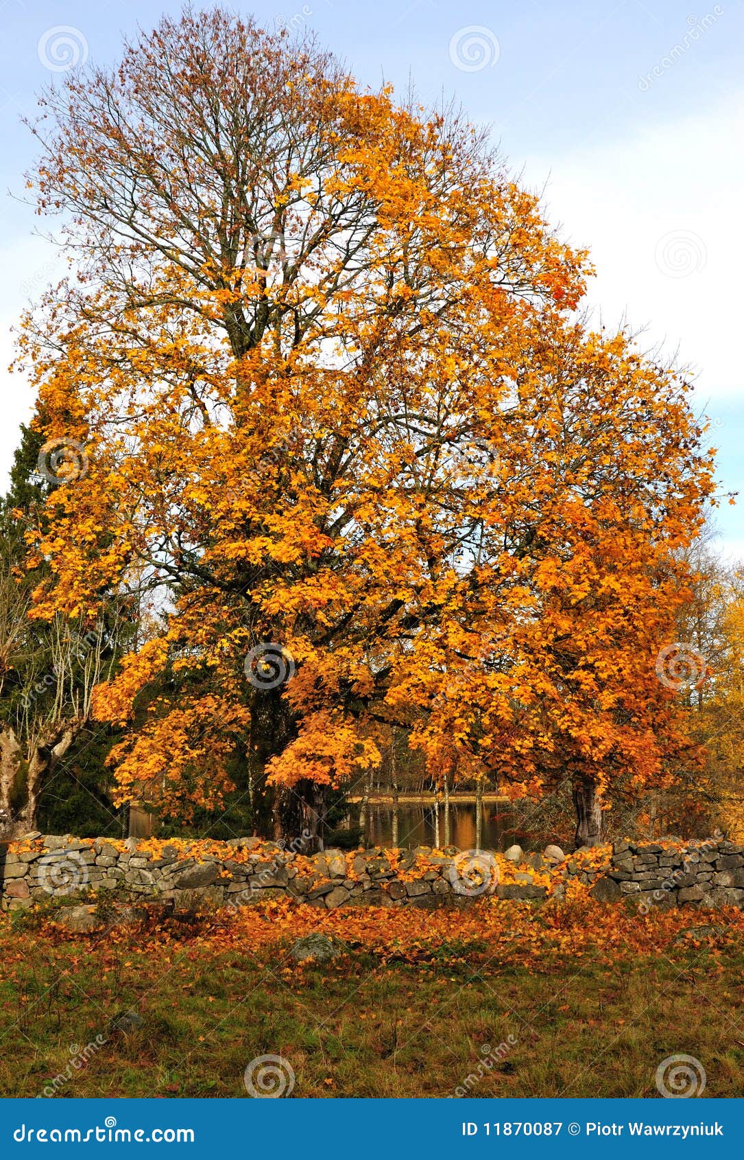 October s tree stock image. Image of sweden, season, tree - 11870087