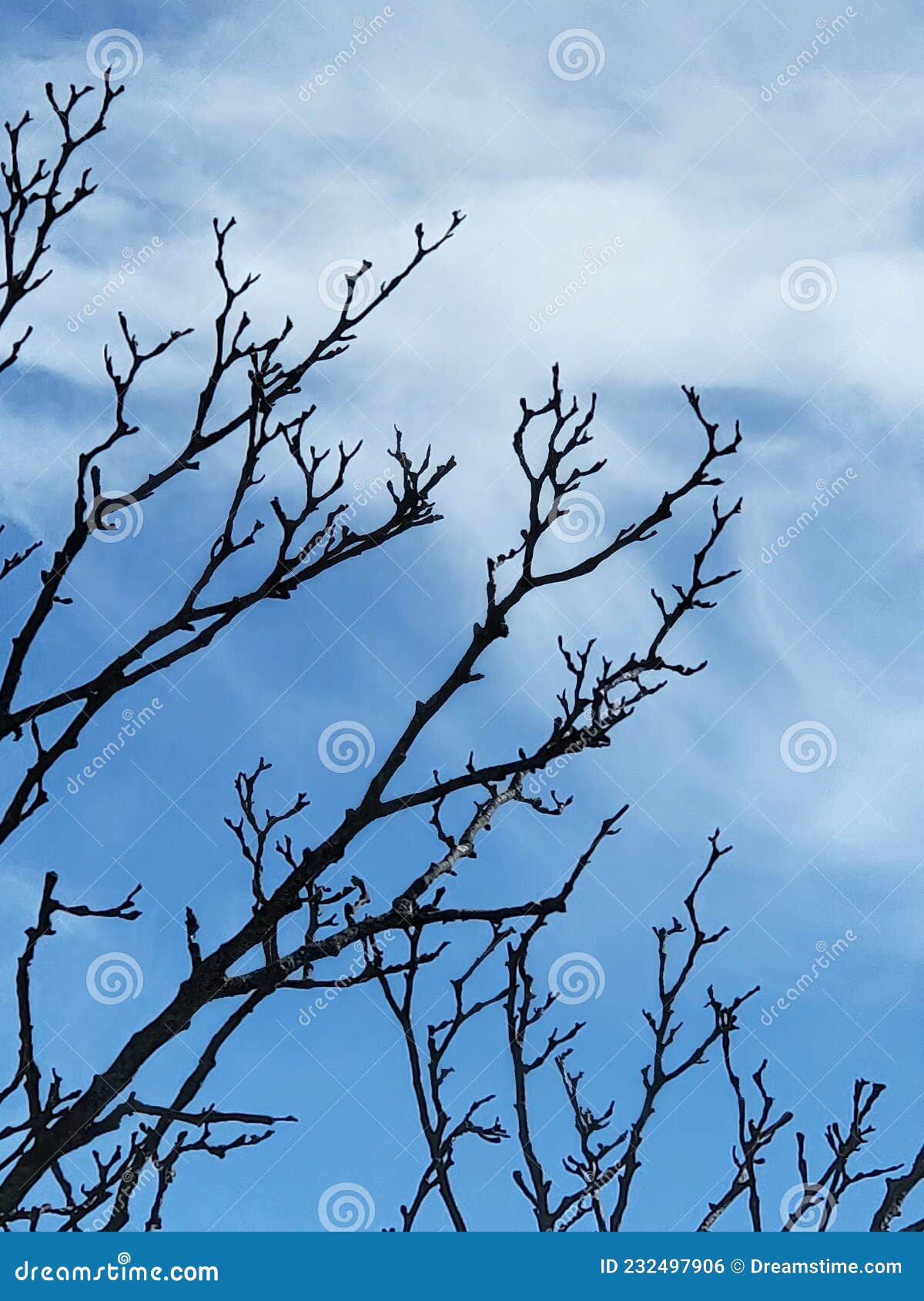 October Sky stock photo. Image of tree, bare, october - 232497906