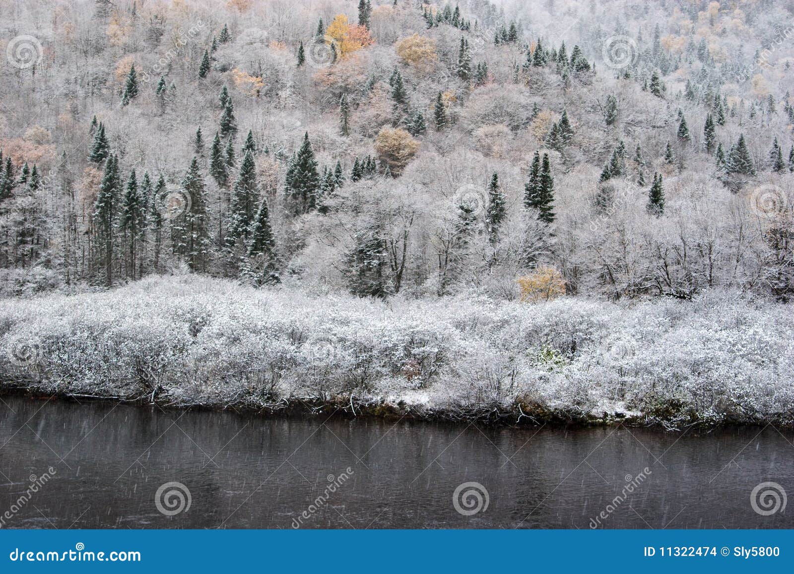 October snow stock photo. Image of forests, nature, fall - 11322474