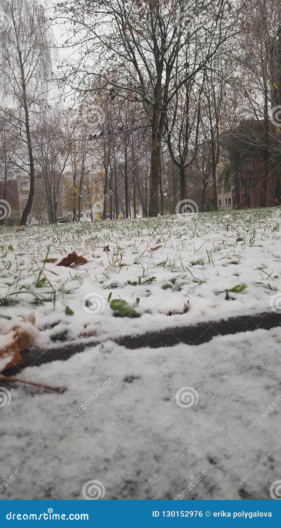 First snow in lithuania. stock photo. Image of snow - 130152976