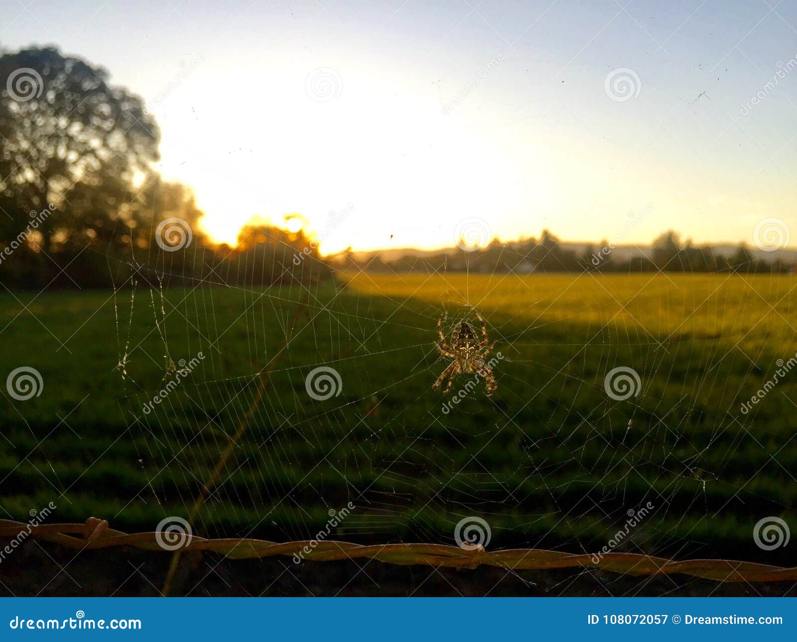 October Spider stock image. Image of beautiful, halloween - 108072057