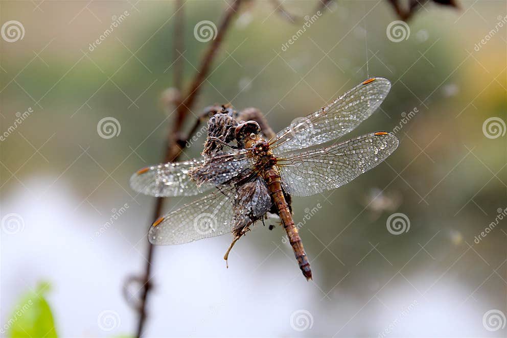 October Surprised Dragonfly Died at Work Stock Photo - Image of work ...