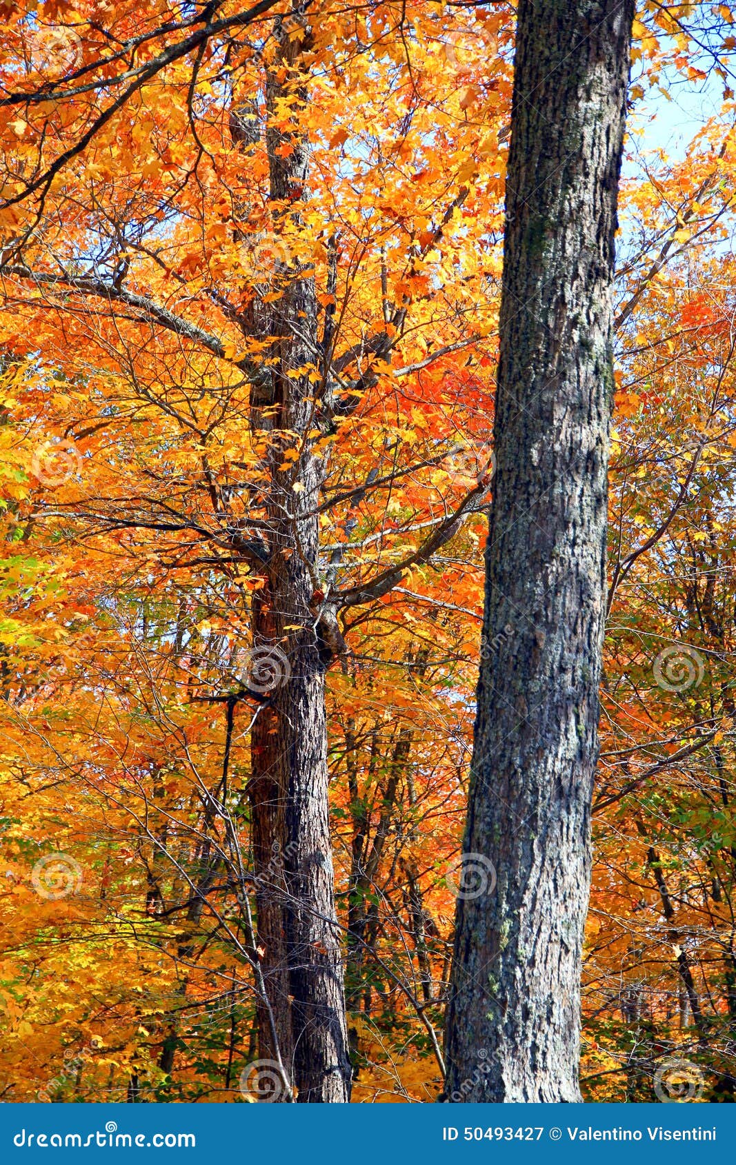 October Trees stock image. Image of yellow, side, traffic - 50493427