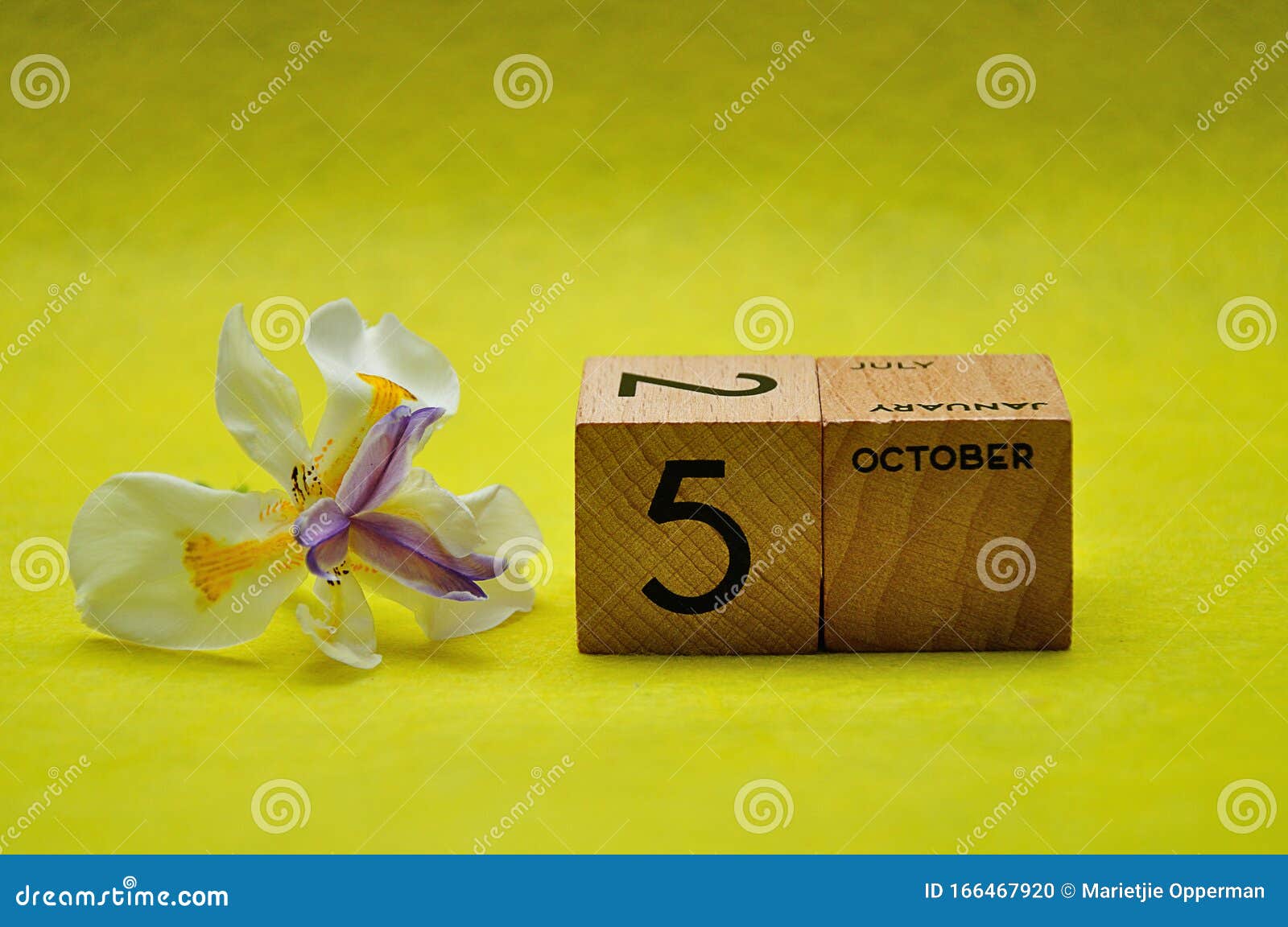 5 October on Wooden Blocks with an African Iris Stock Photo - Image of ...