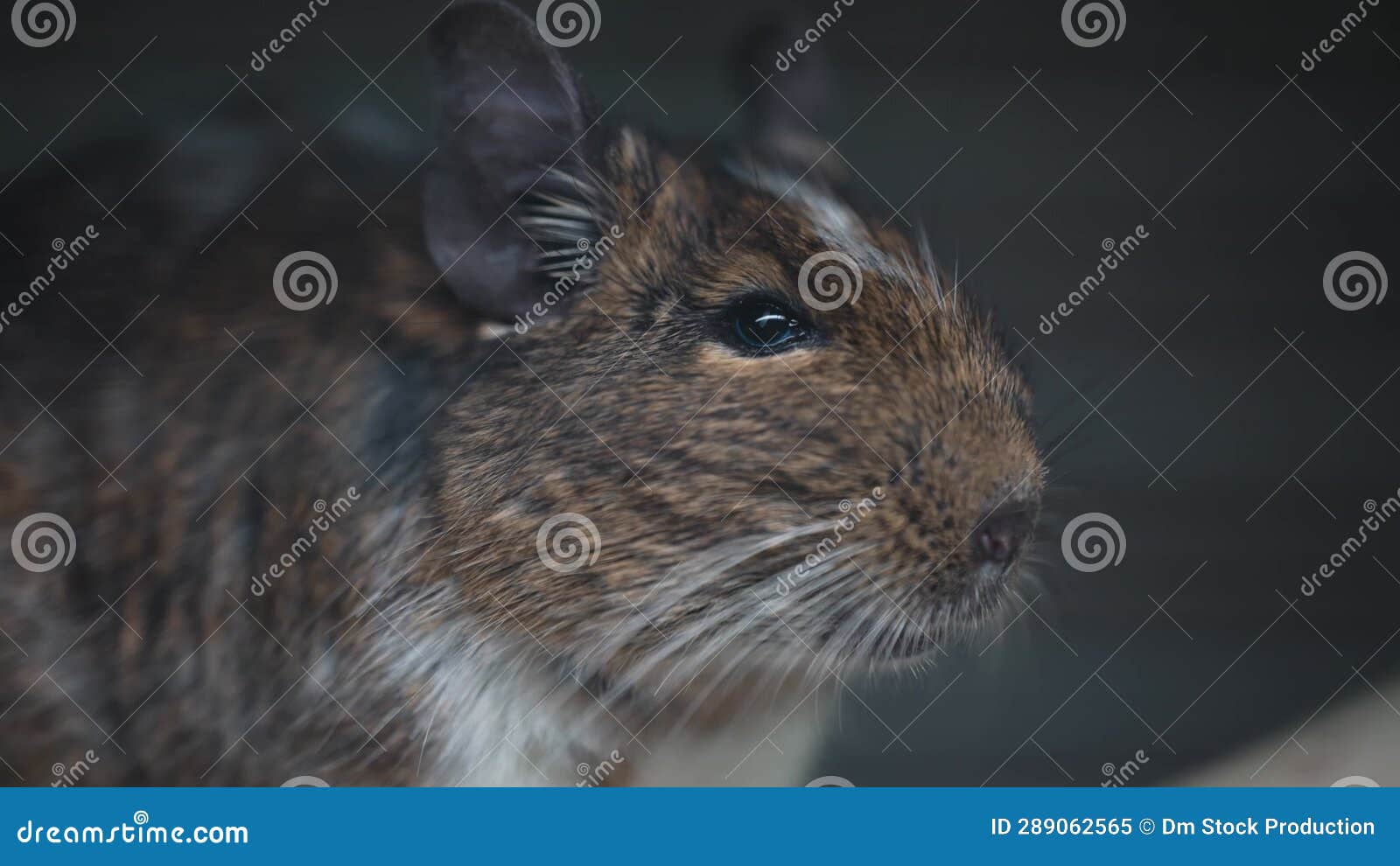 Octodon degus. stock video. Video of wildlife, exotic - 289062565