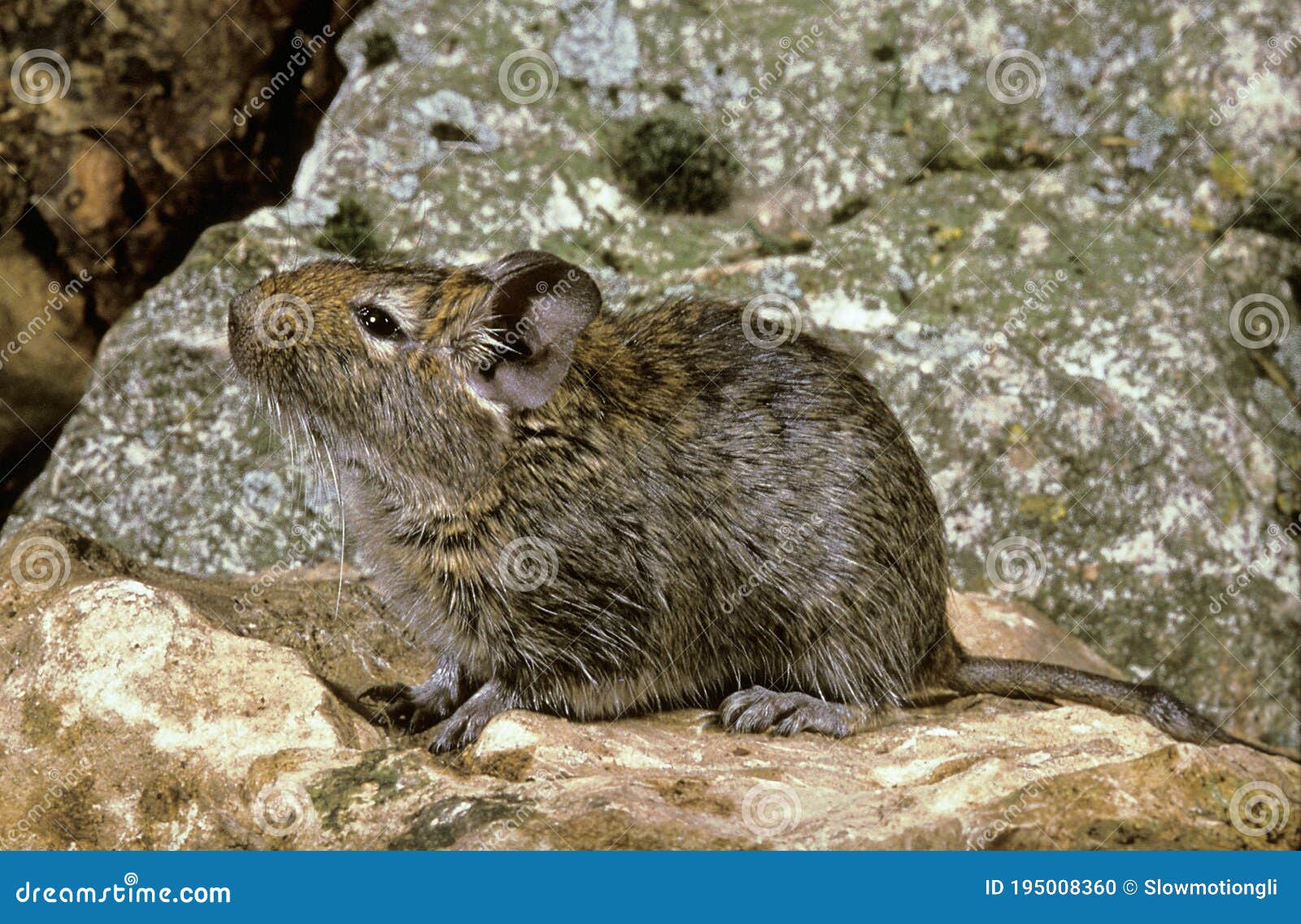 Octodon Degus Degu O Chileno Foto de archivo - Imagen de doméstico ...