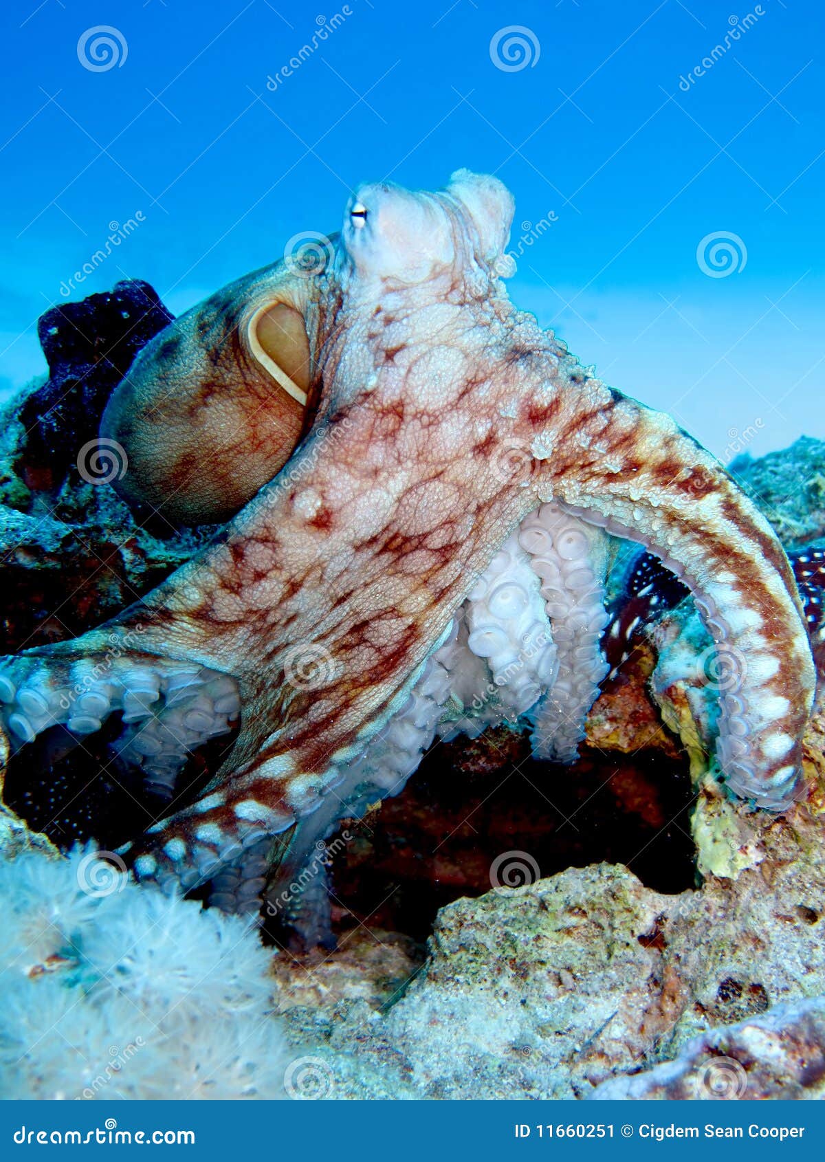 Octopus stock image. Image of tropical, octopus, couple - 11660251