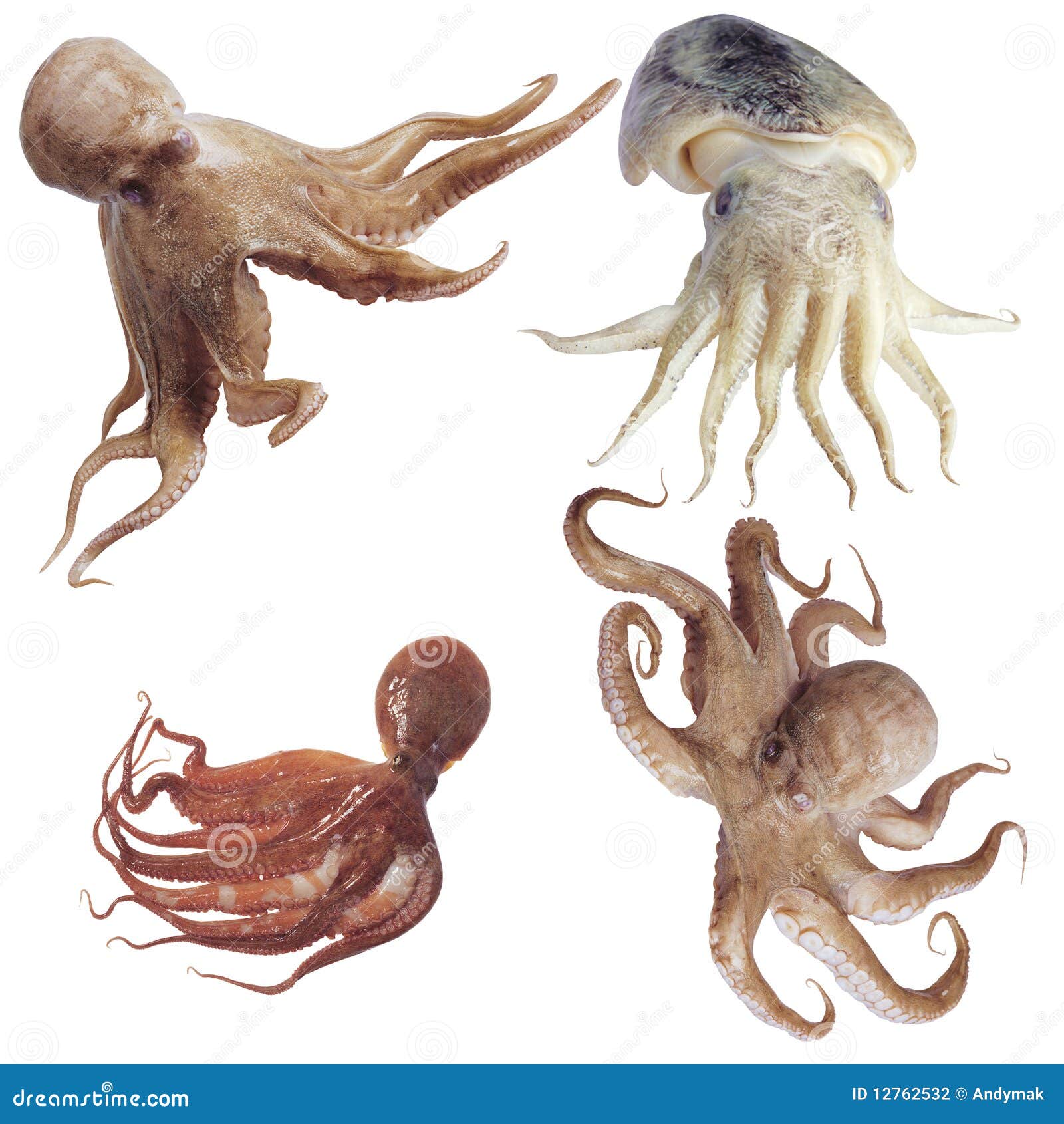 Octopus stock photo. Image of slimy, gourmet, nautical - 12762532