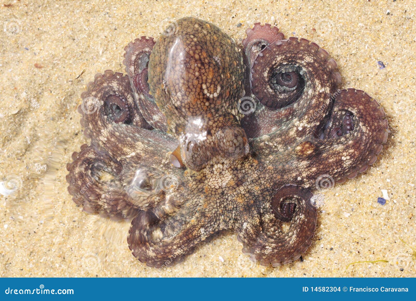 Octopus stock photo. Image of shallow, tentacle, seafood - 14582304