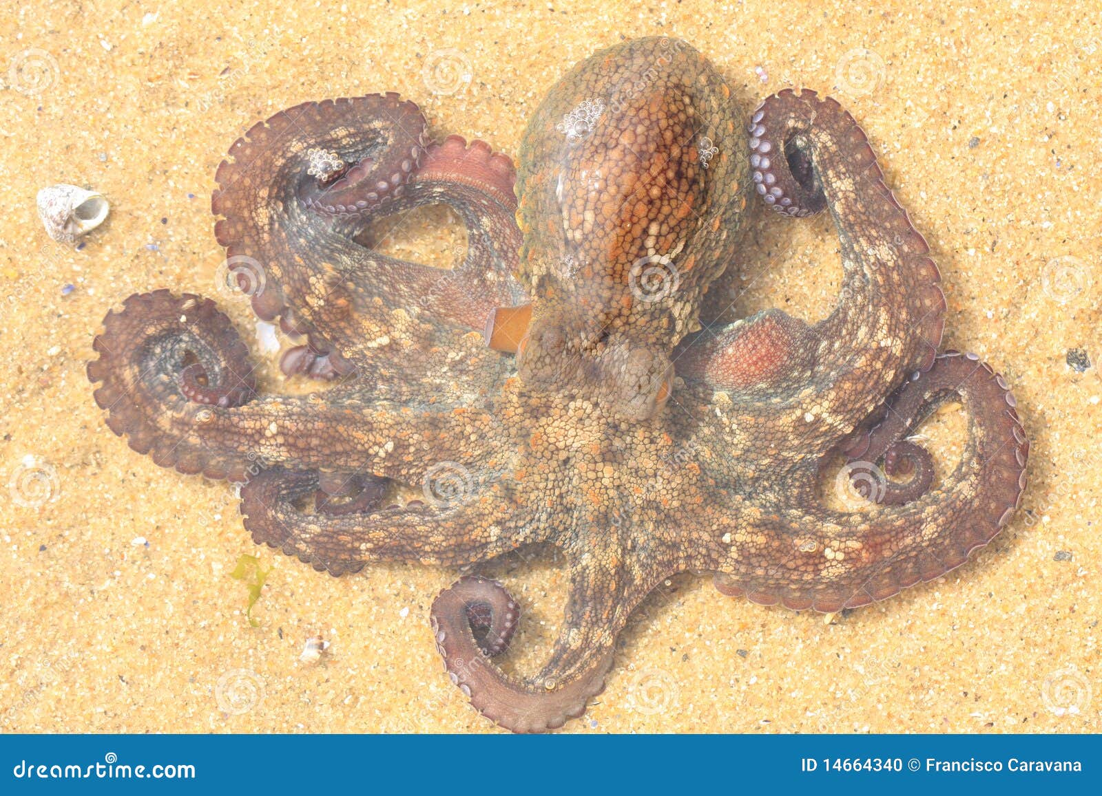 Octopus stock photo. Image of wildlife, cephalopod, sand - 14664340
